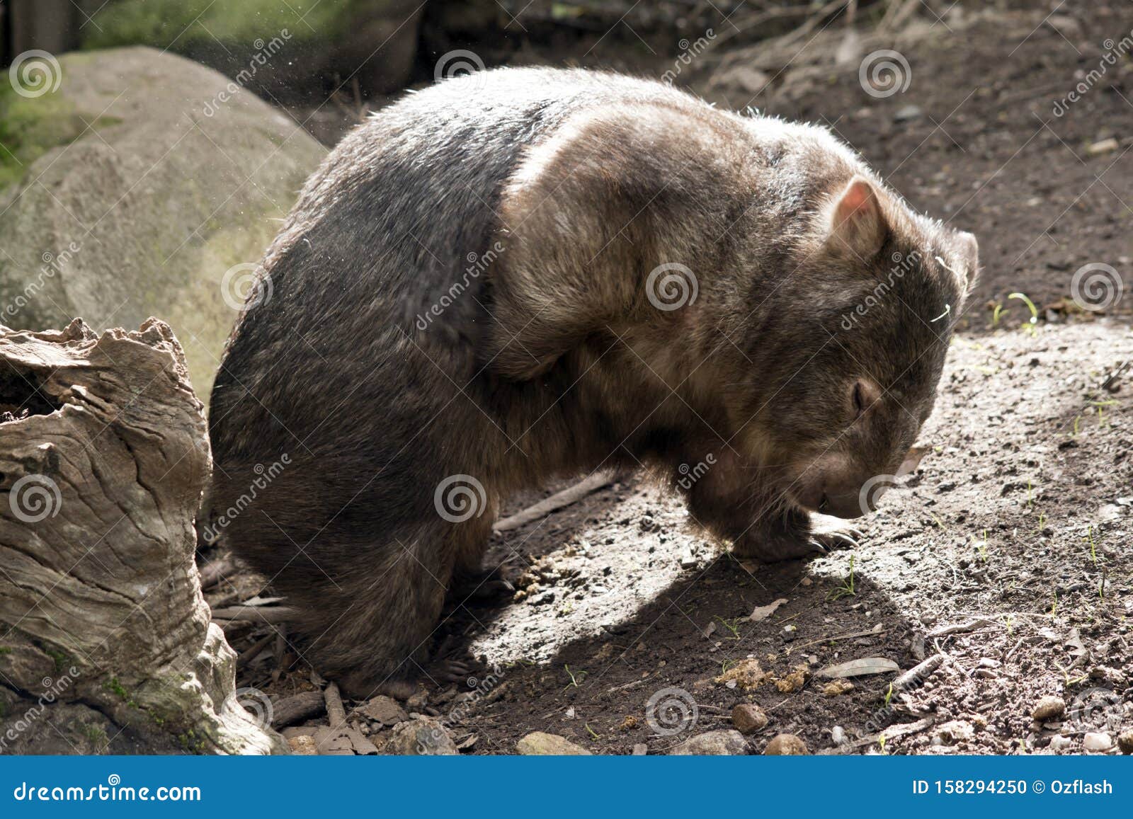 This is a Side View of a Wombat Scratching Stock Photo - Image of hairy ...