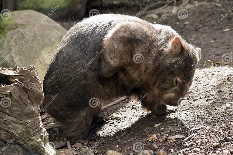 This is a Side View of a Wombat Scratching Stock Photo - Image of hairy ...