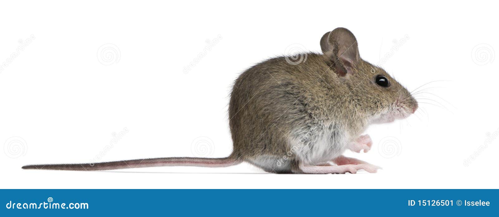 Side view of Wood mouse stock image. Image of length - 15126501