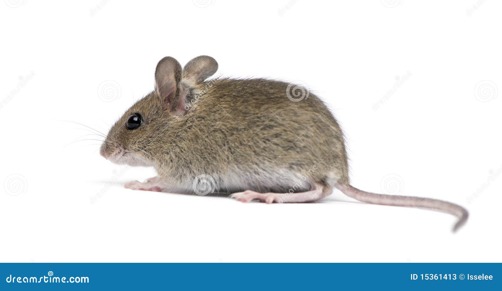 Mouse Animal Side View