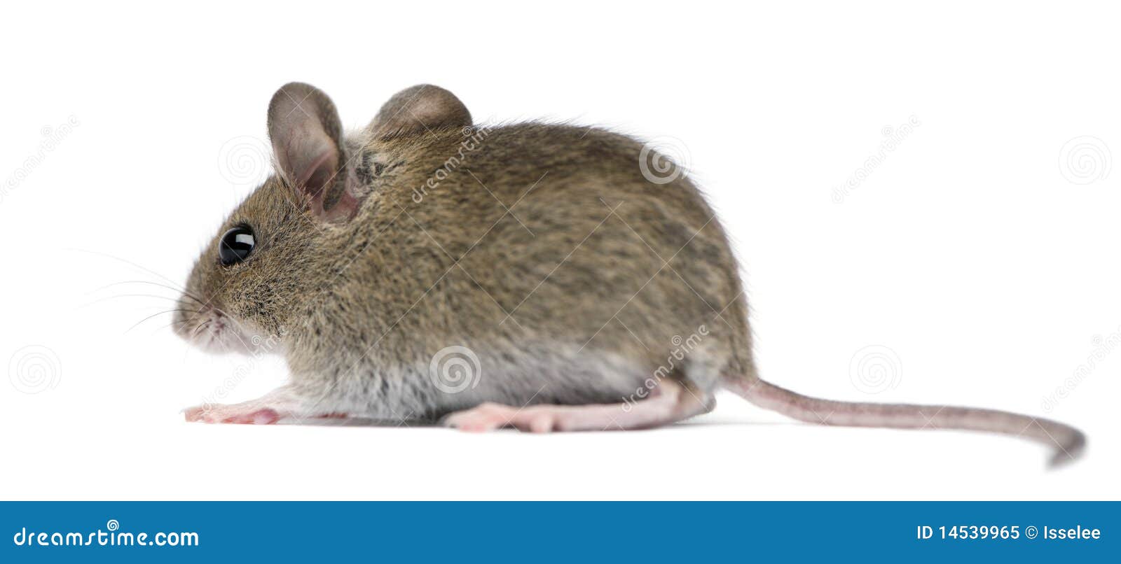 Side view of Wood mouse i stock image. Image of wood - 14539965