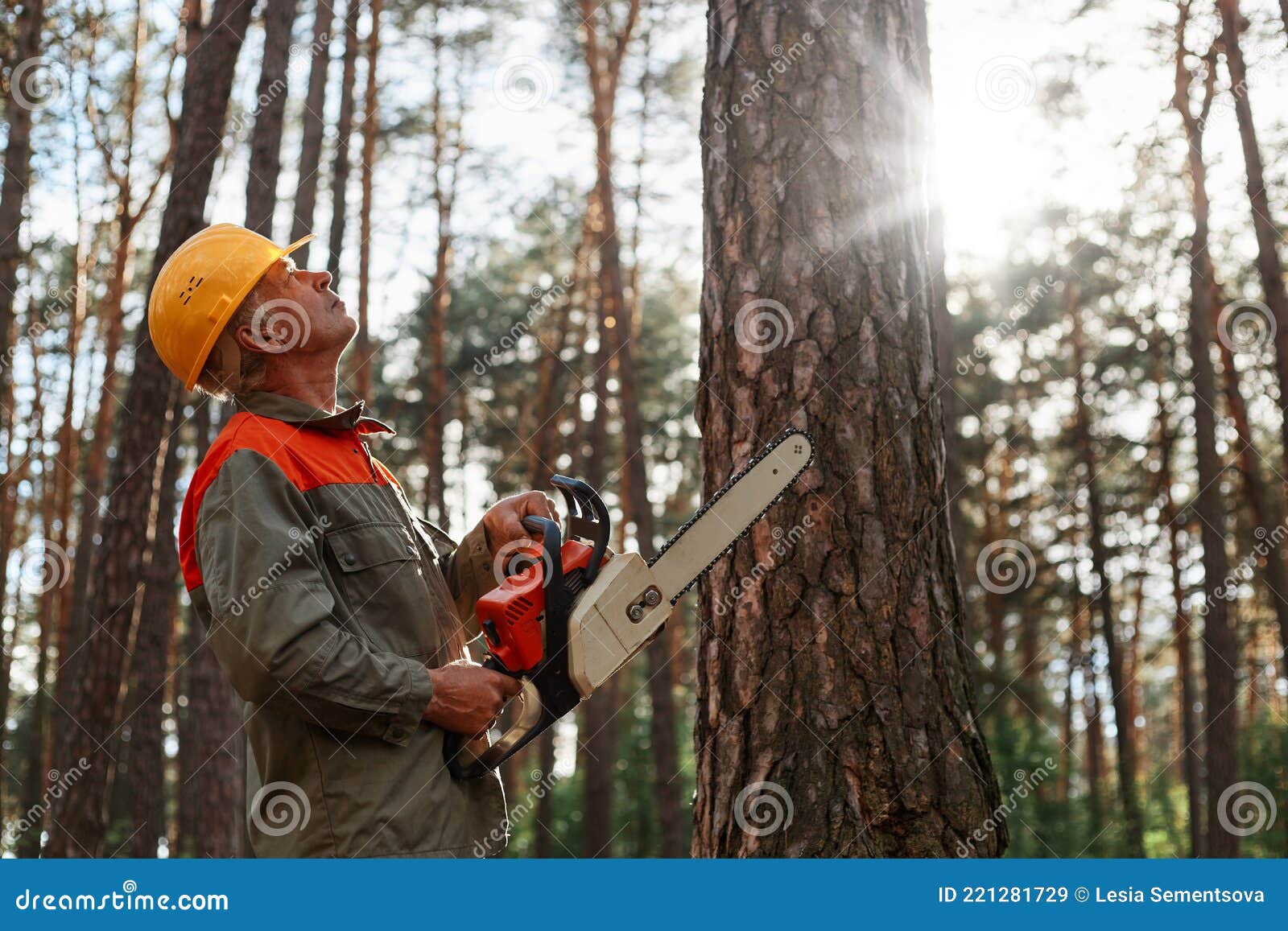 Side View of Woodsman with Chainsaw in Hands Looking at Tree for ...