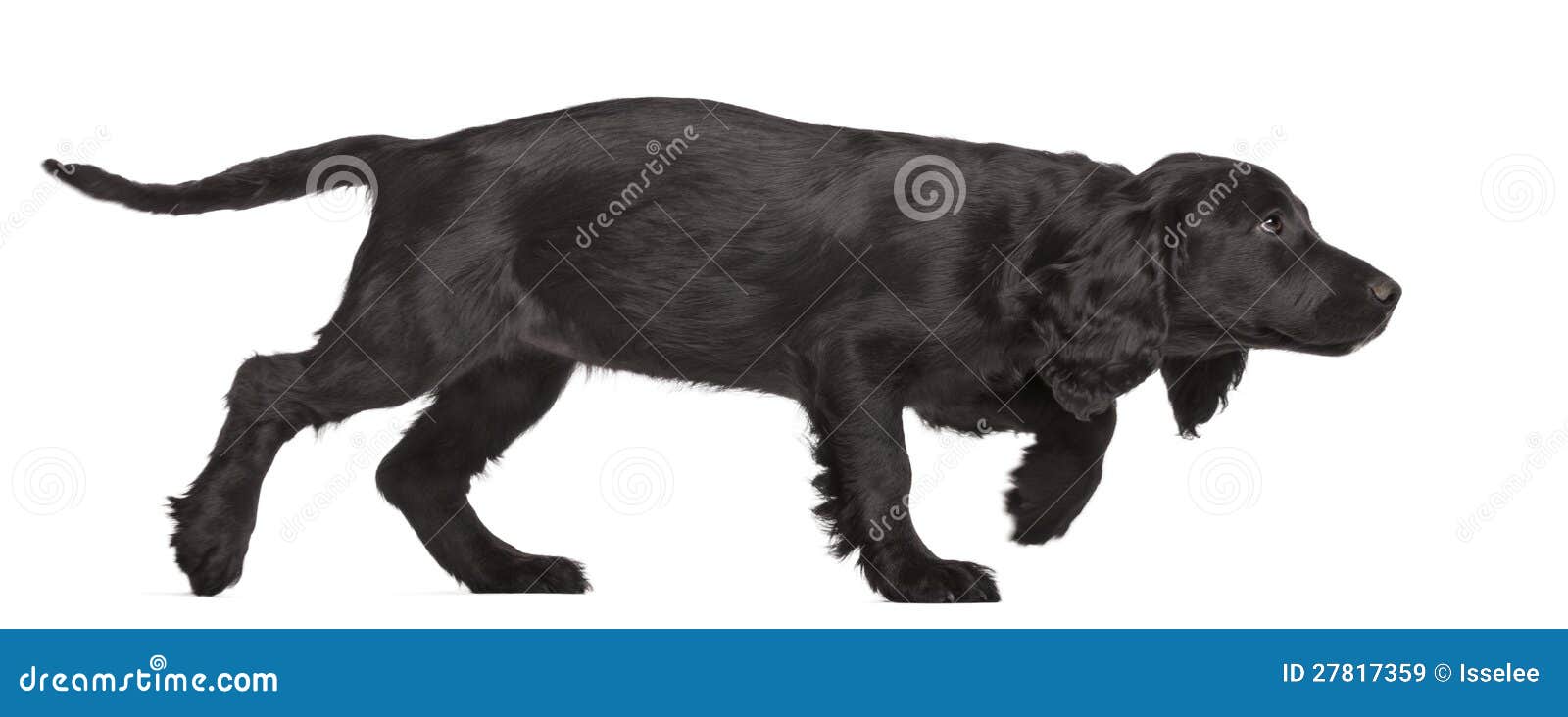 Working Cocker Spaniel, 10 Weeks Old Royalty-Free Stock Image ...