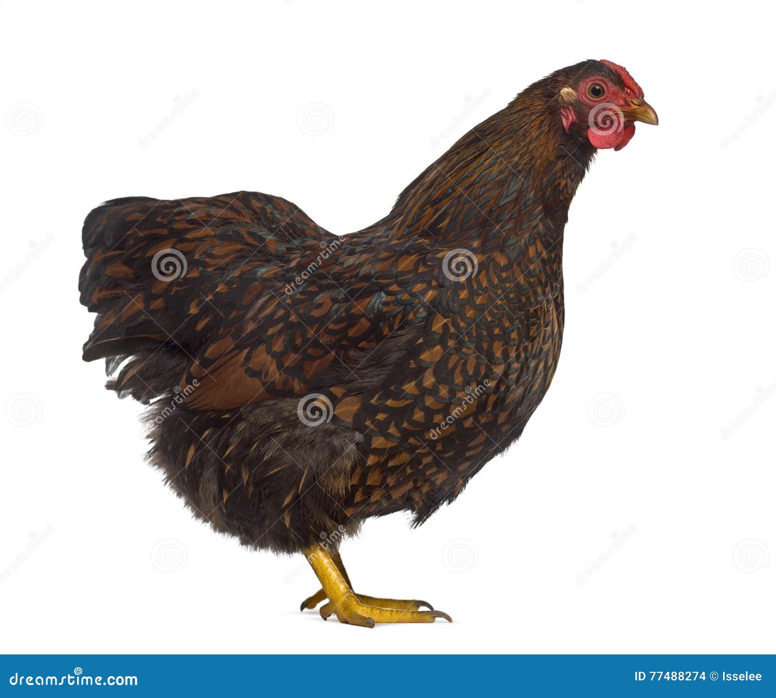 Side View of a Wyandotte Chicken Stock Photo - Image of isolated ...