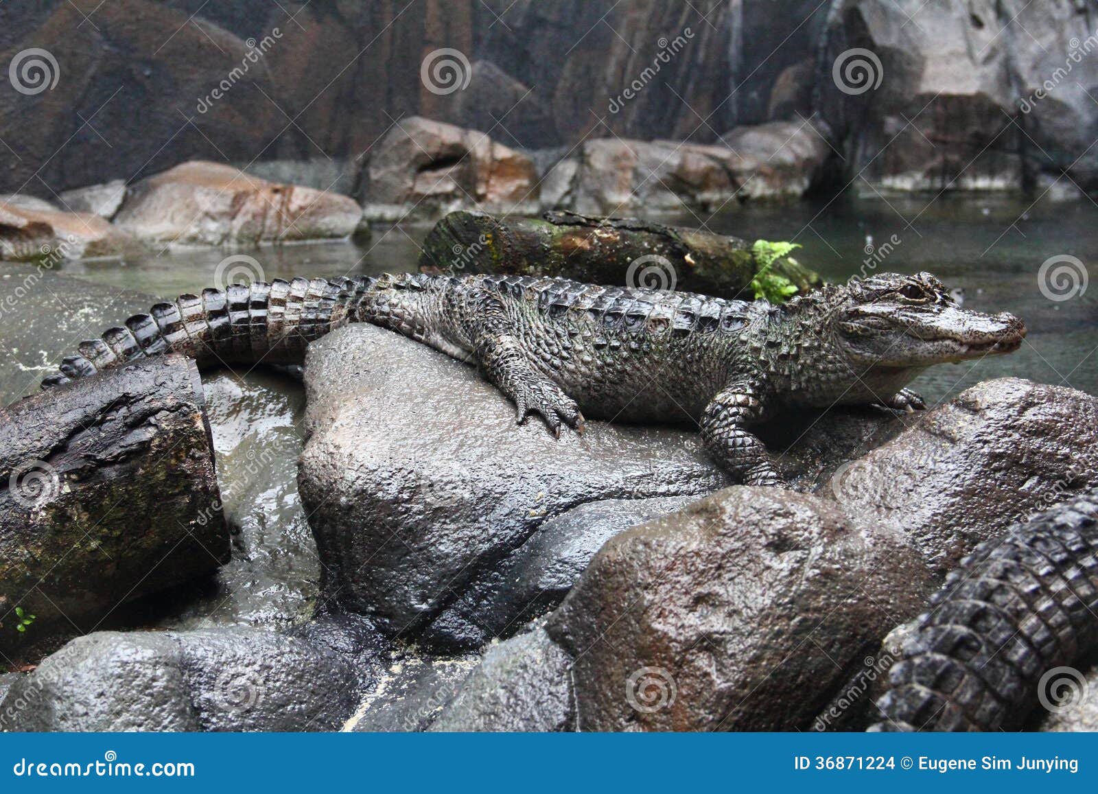 Side View of Yangtze Alligator Stock Photo - Image of animal, aquatic ...