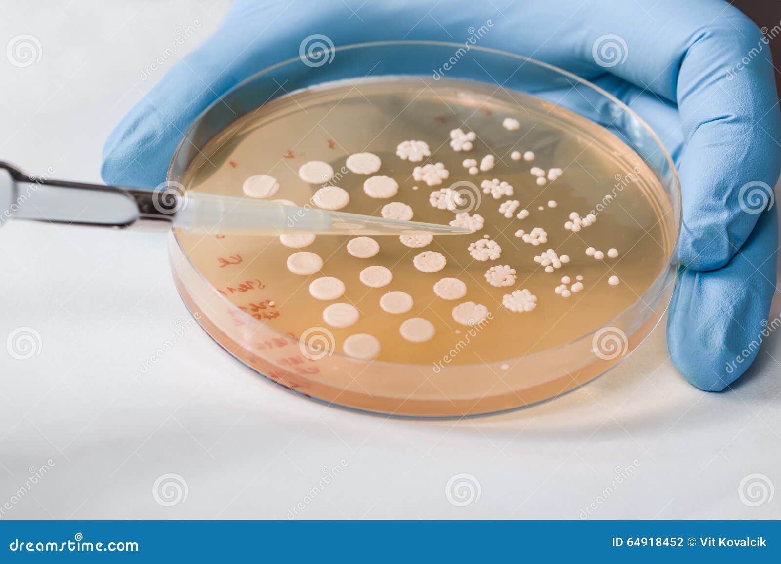 Side View, Yeast Inoculation Done by Scientist Stock Photo - Image of ...