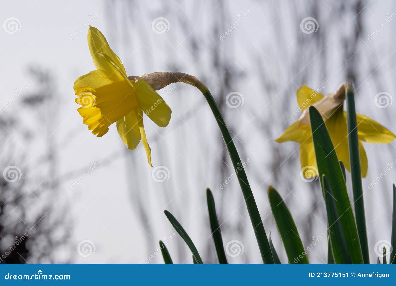 Side View of Yellow Daffodil Against Light Background Stock Image ...
