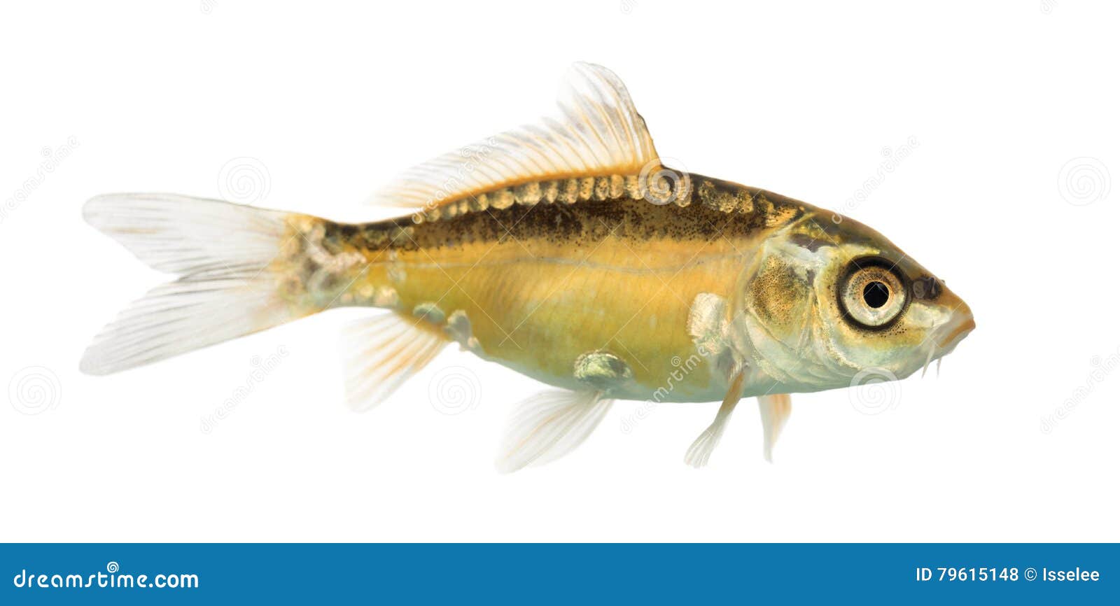 Side view of a yellow koi stock photo. Image of fish - 79615148