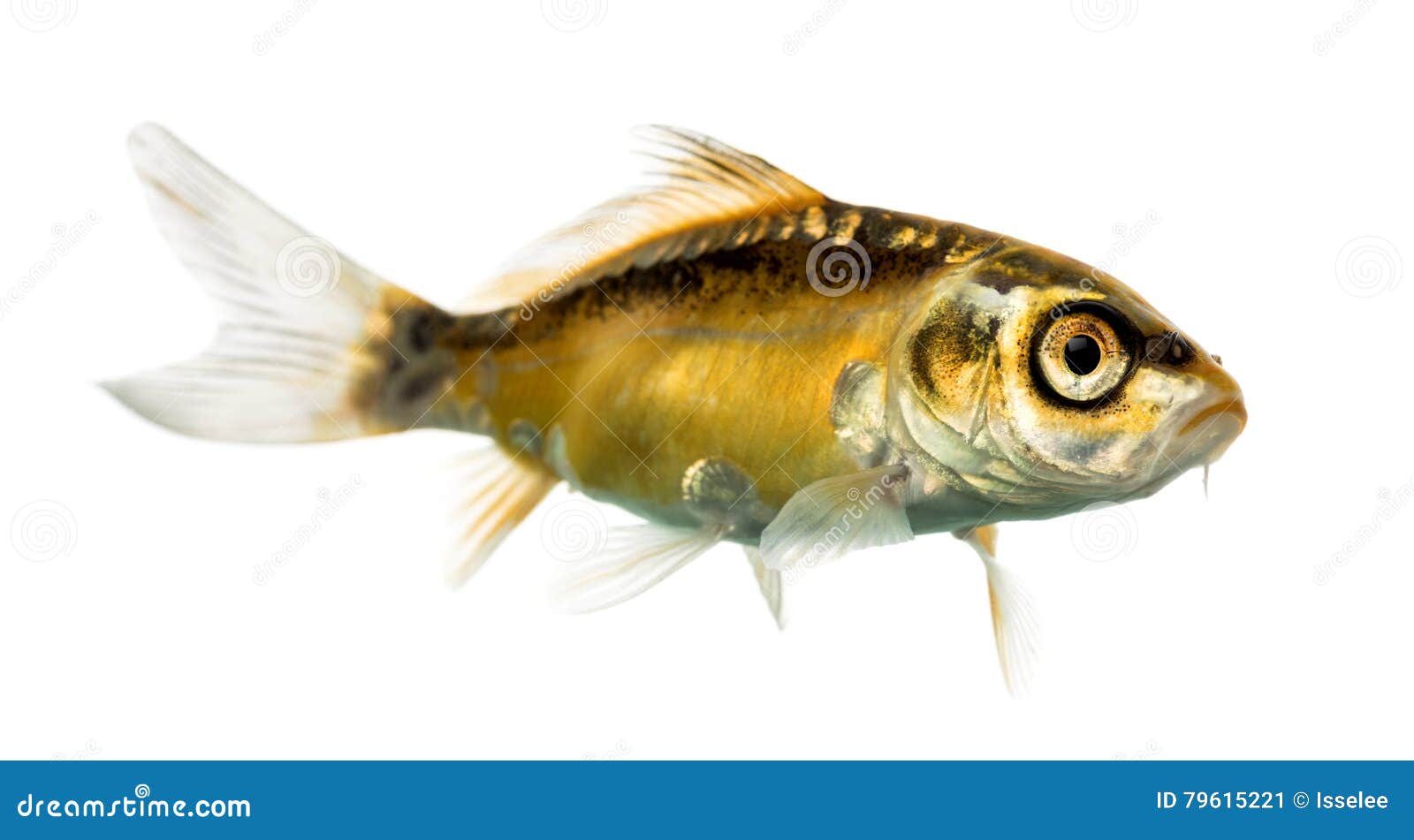 Side view of a yellow koi stock image. Image of cyprinus - 79615221