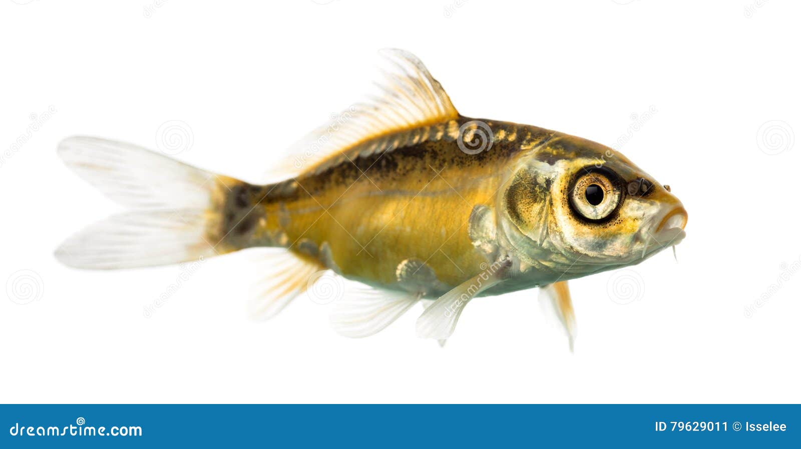Side view of a yellow koi stock image. Image of studio - 79629011
