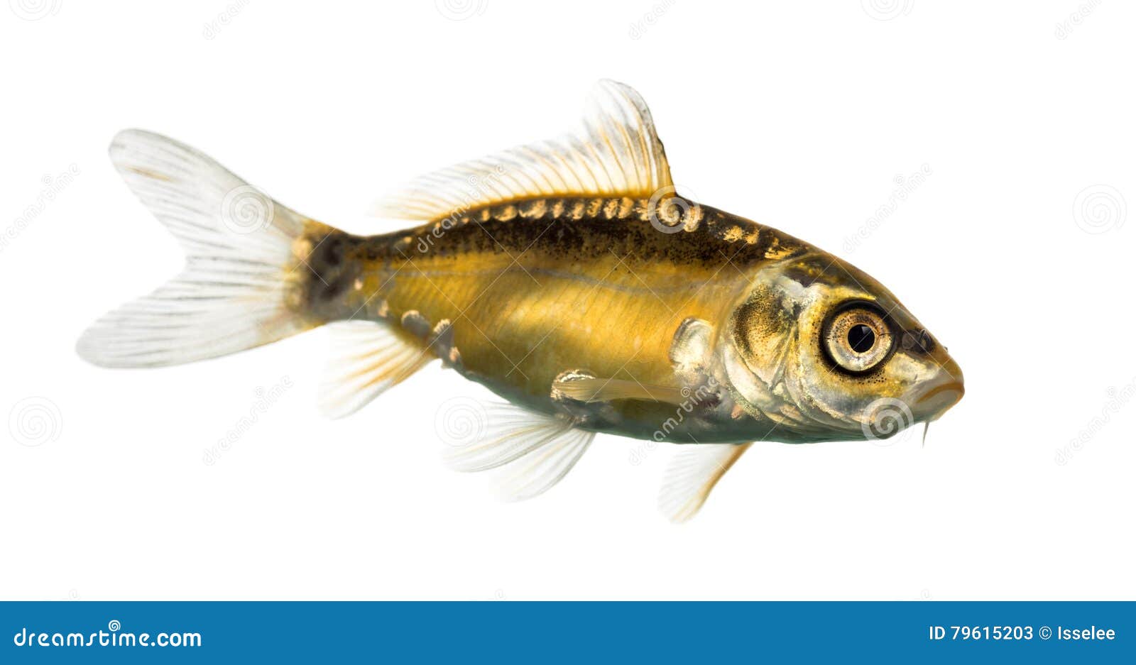 Side View of a Yellow Koi Isolated on White Stock Image - Image of view ...