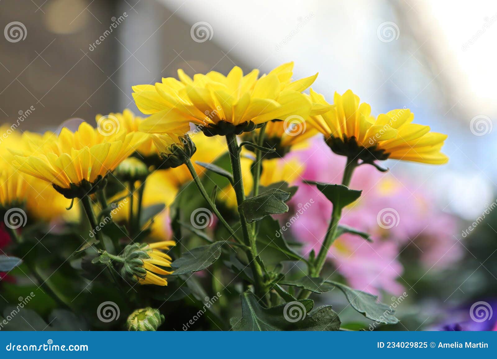 Side View of Yellow Mum Flowers Blooming Stock Image - Image of ...