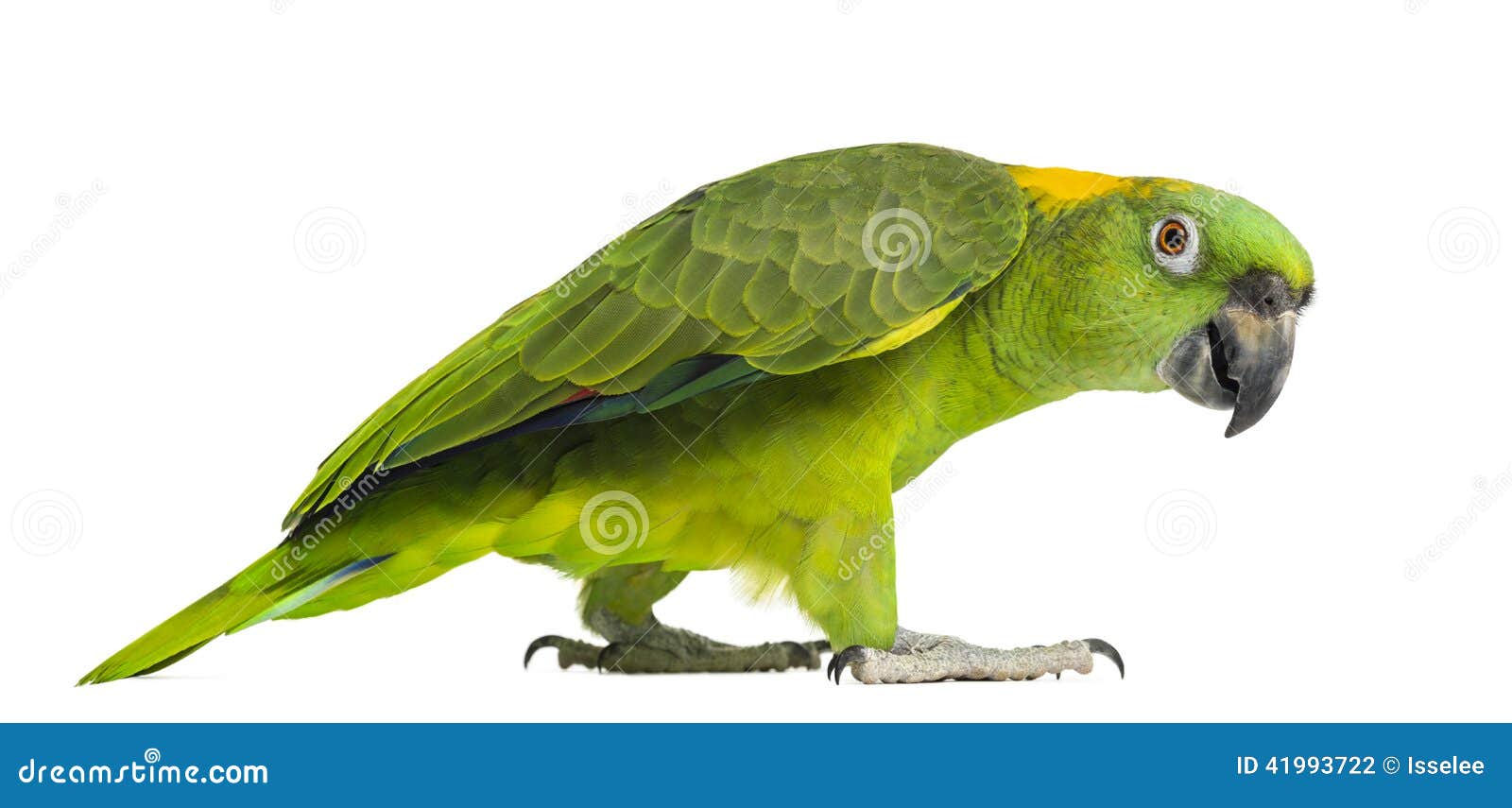 Side View of a Yellow-naped Parrot Walking (6 Years Old) Stock Photo ...