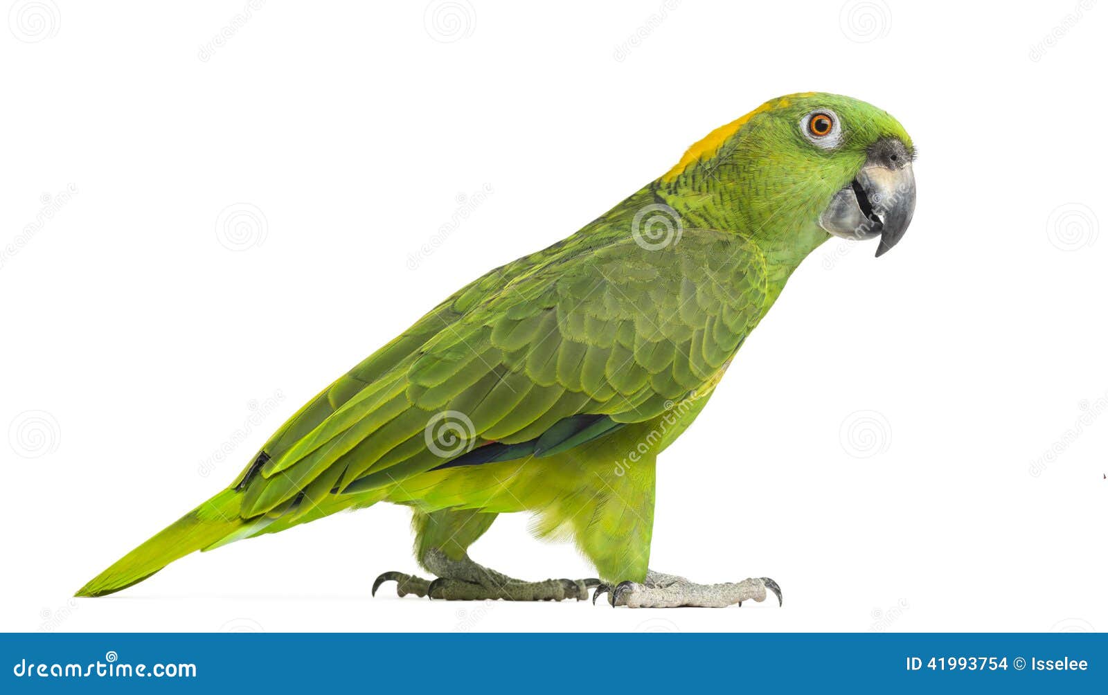Side View of a Yellow-naped Parrot Walking (6 Years Old) Stock Photo ...