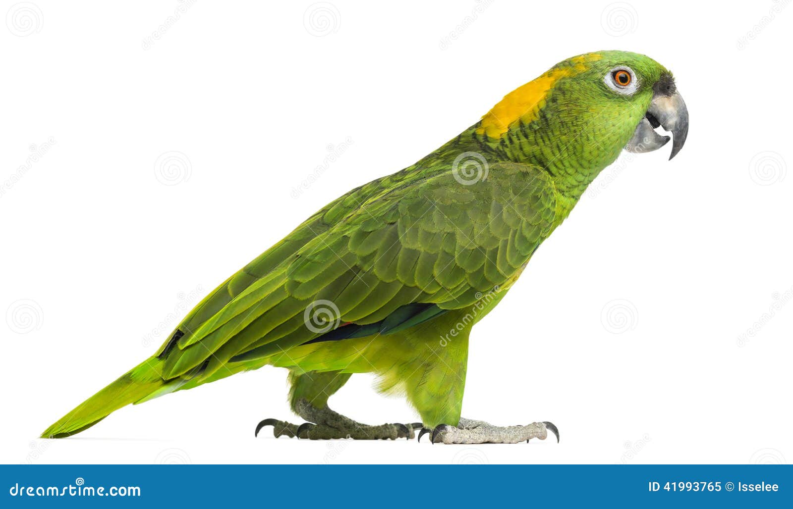 Side View of a Yellow-naped Parrot Walking (6 Years Old) Stock Image ...