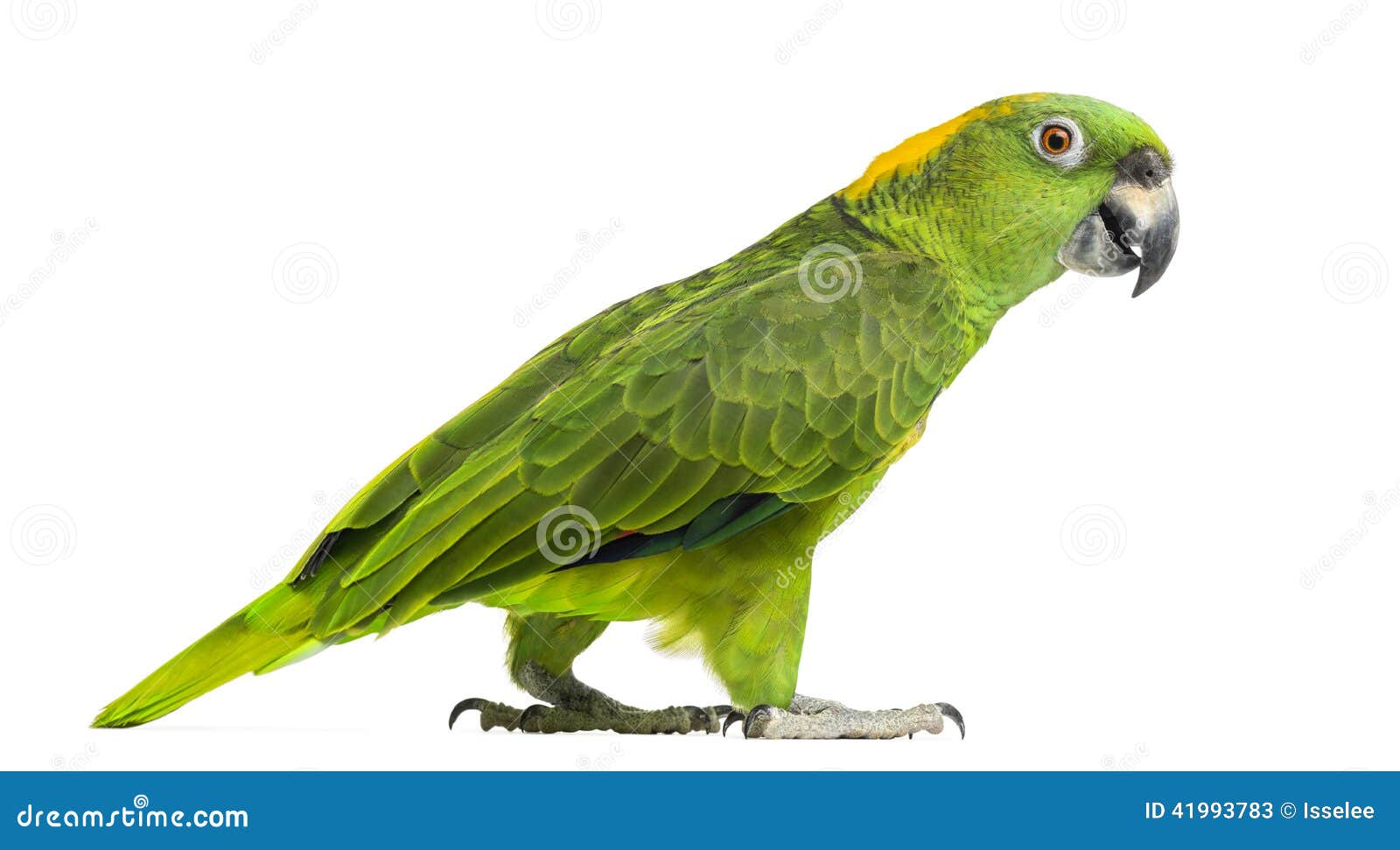 Side View of a Yellow-naped Parrot Walking (6 Years Old) Stock Image ...