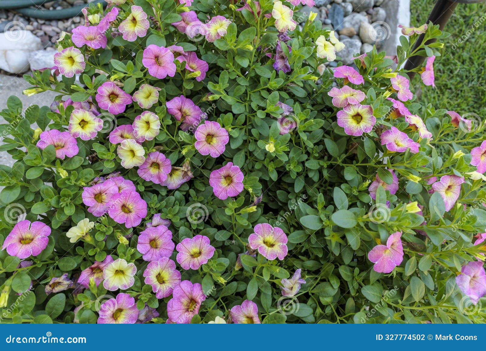 Side View of Yellow and Pink Million Bells Blossoms in a Planter Stock ...