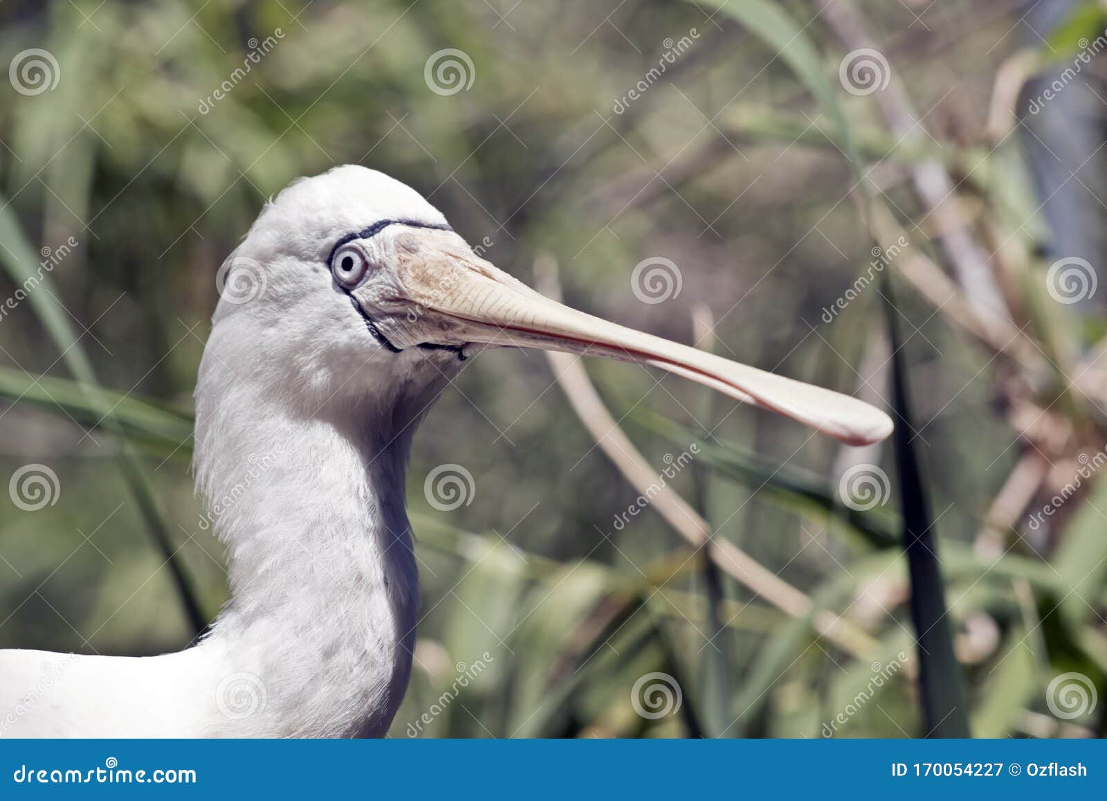 This is a Close Up of a Yellow Spoonbill Stock Image - Image of ...