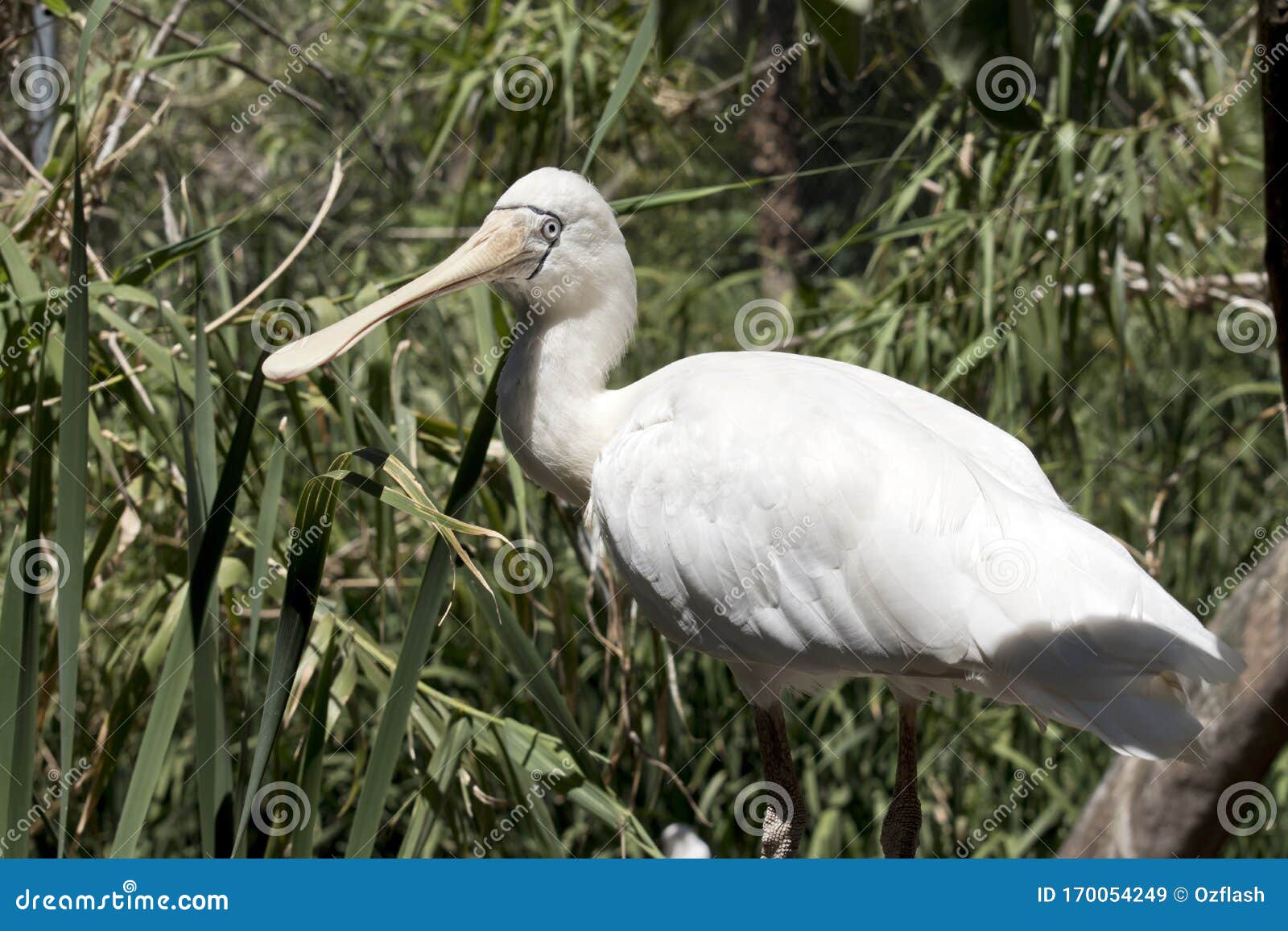 This is a Side View of a Yellow Spoonbill Stock Image - Image of birds ...