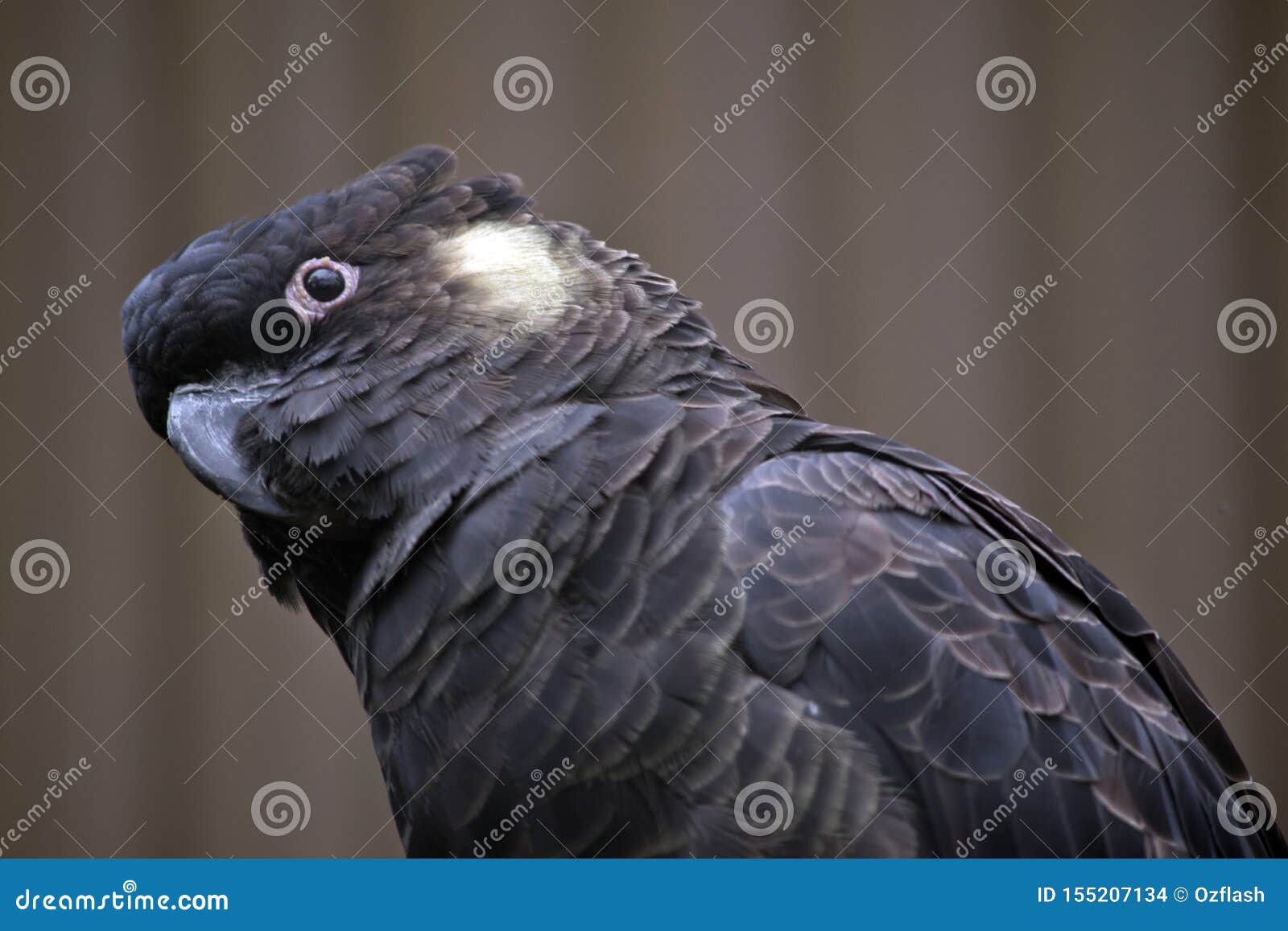 A Side View of a Yellow Tailed Cockatoo Stock Photo - Image of ...