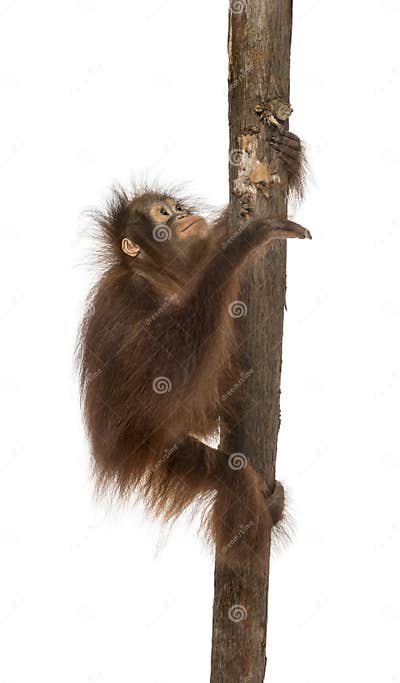 Side View of a Young Bornean Orangutan Climbing on a Tree Trunk Stock ...
