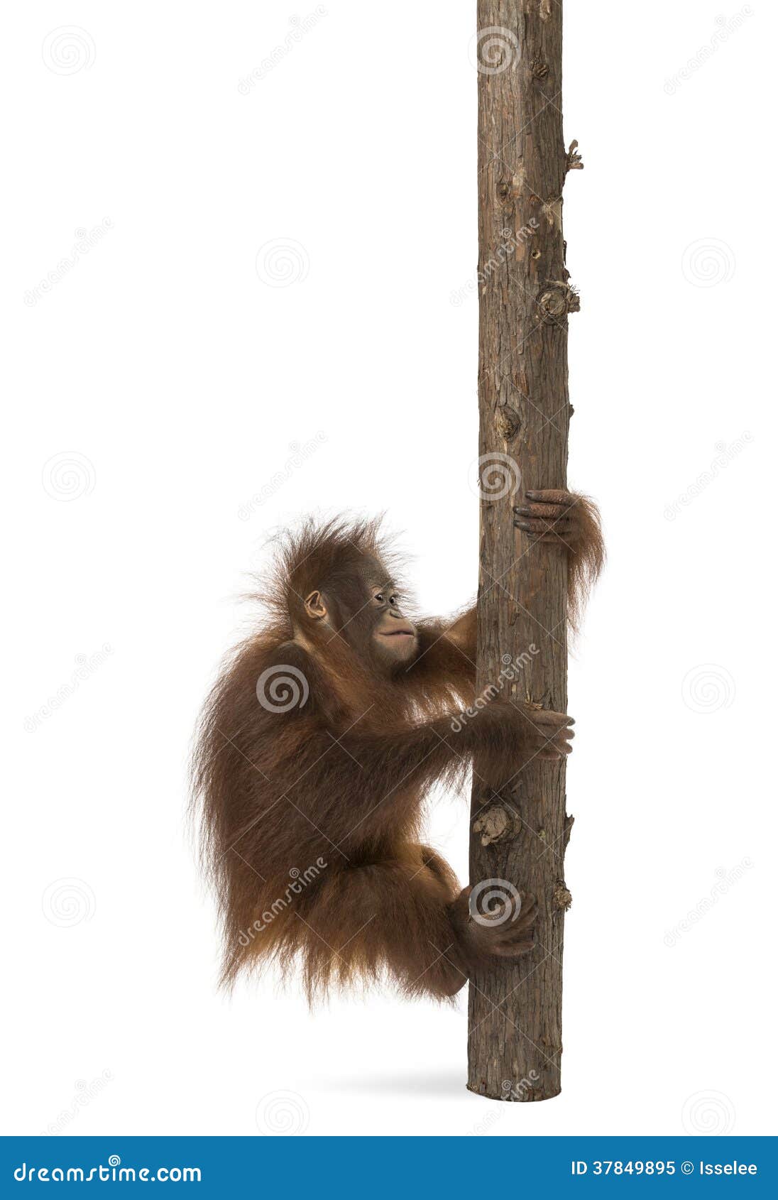 Side View Of A Young Bornean Orangutan Climbing On A Tree Trunk Royalty ...