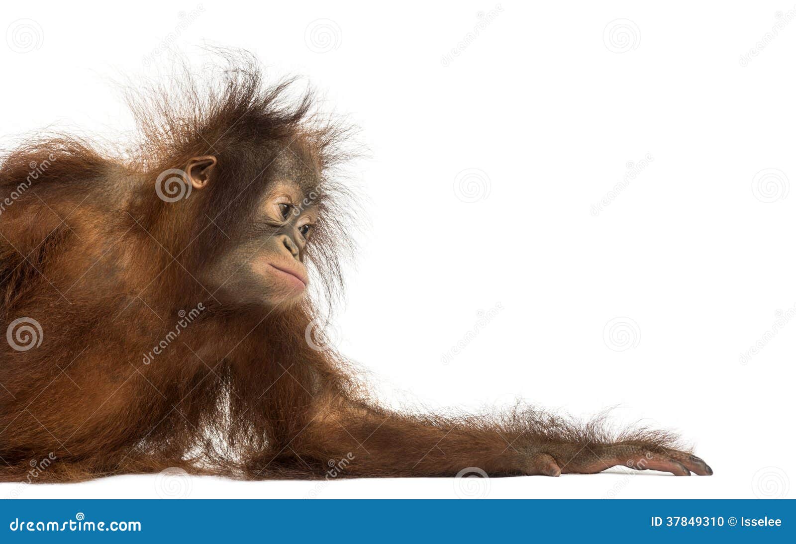Young Orangutan Walking On Its Knuckles