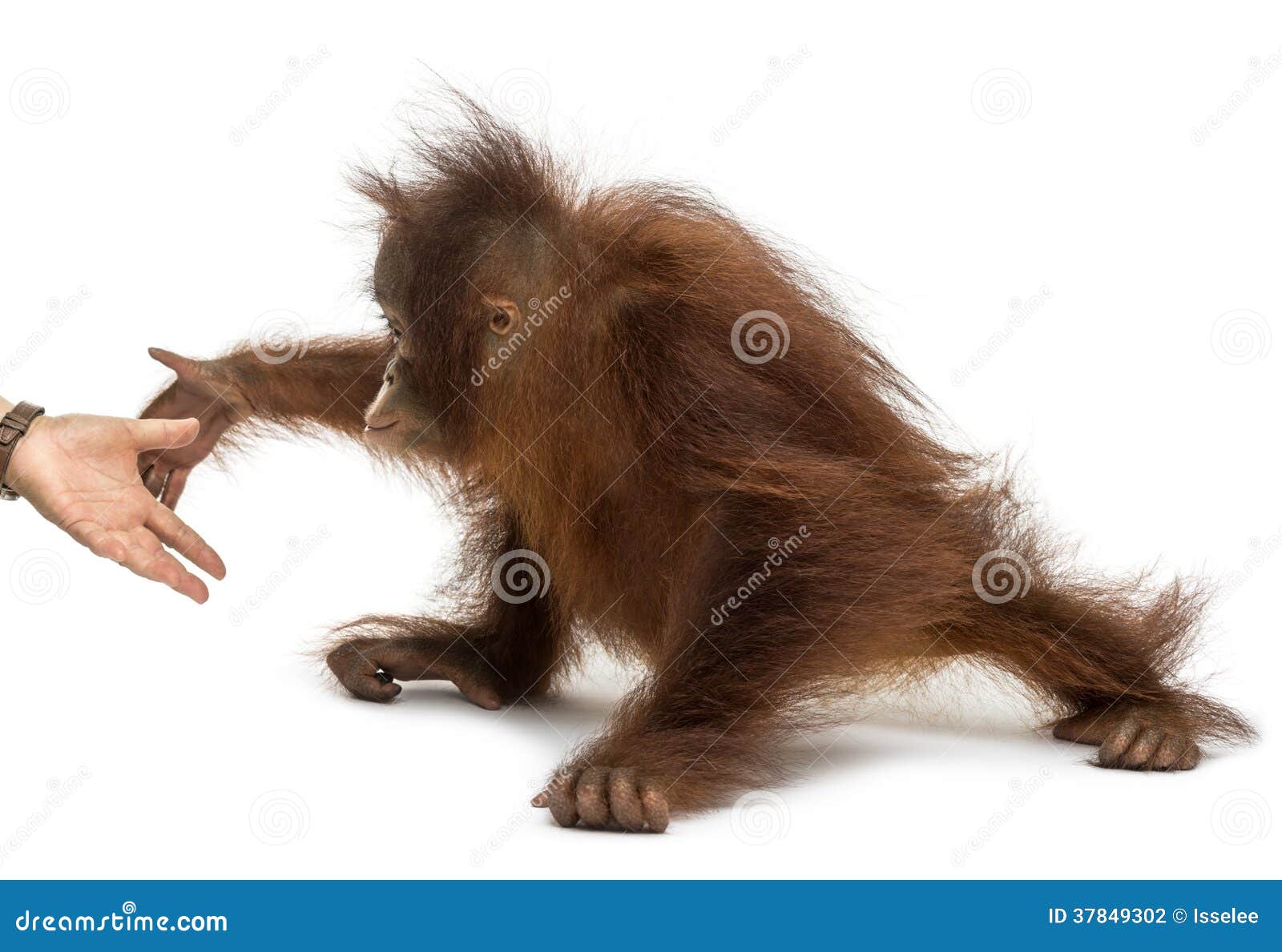 Side View of a Young Bornean Orangutan Reaching at Human Hand Stock ...