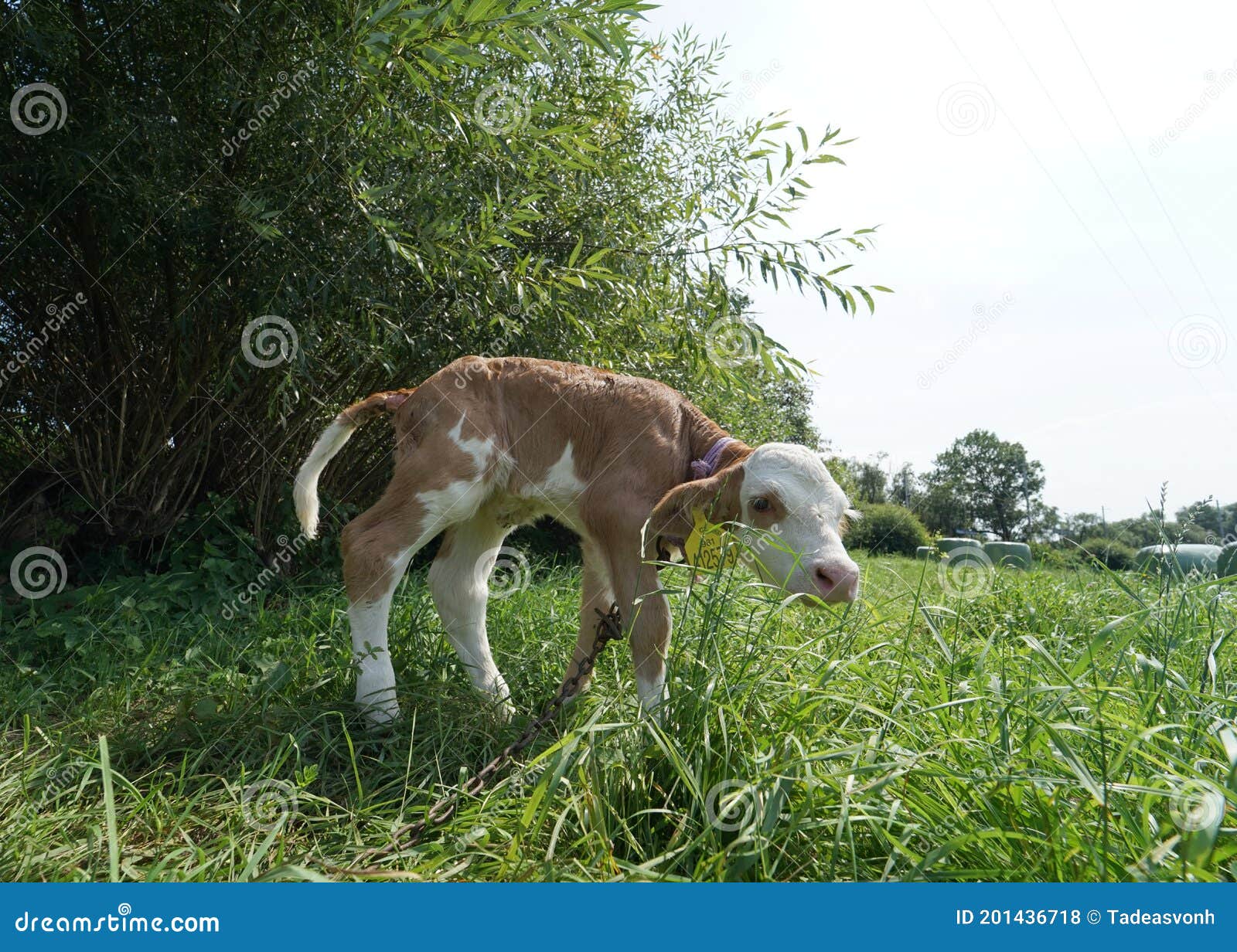 Side View of a Young Calf Standing in the Grass Stock Photo - Image of ...
