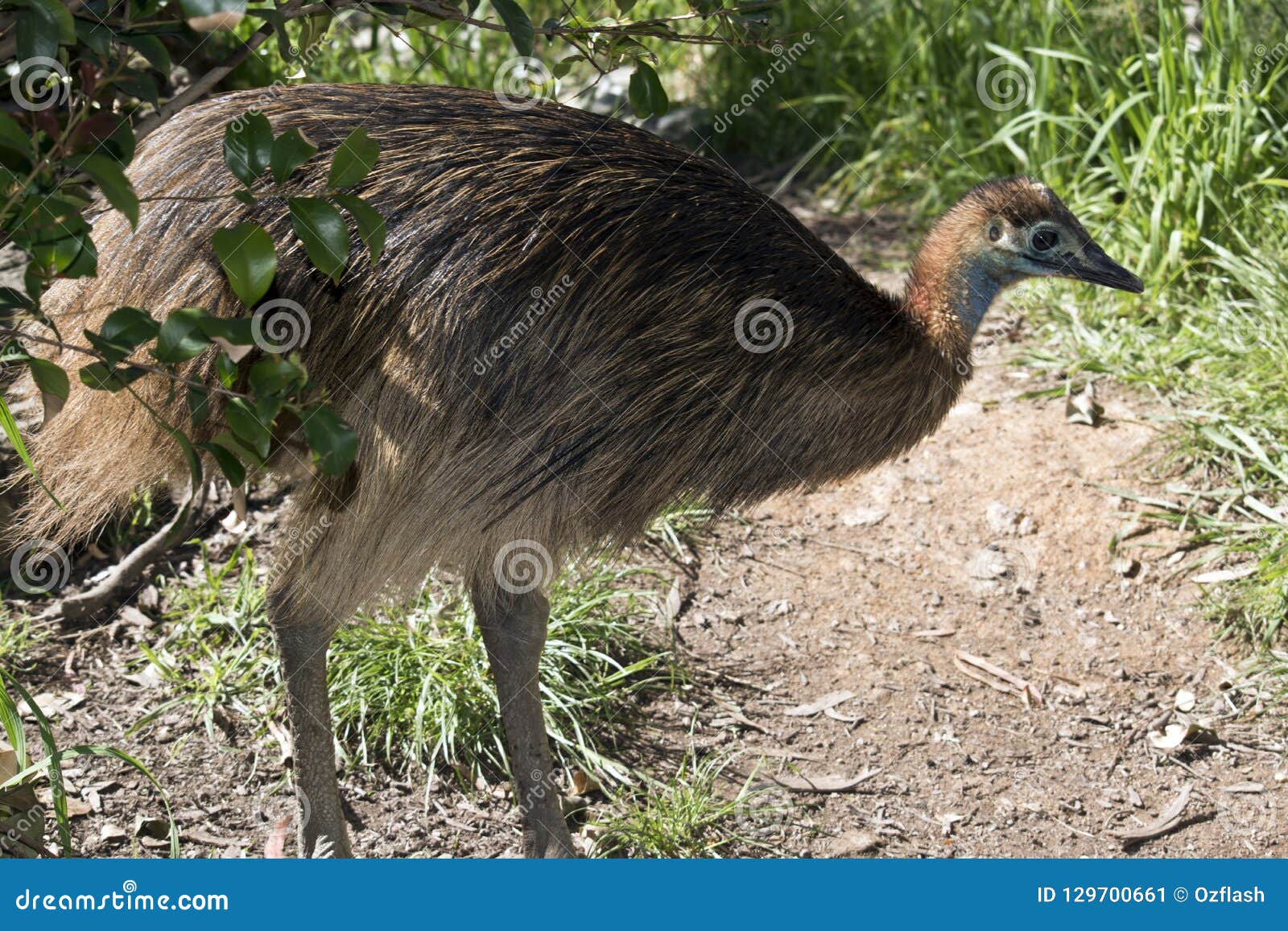 A young cassowary stock image. Image of hole, toes, beak - 129700661
