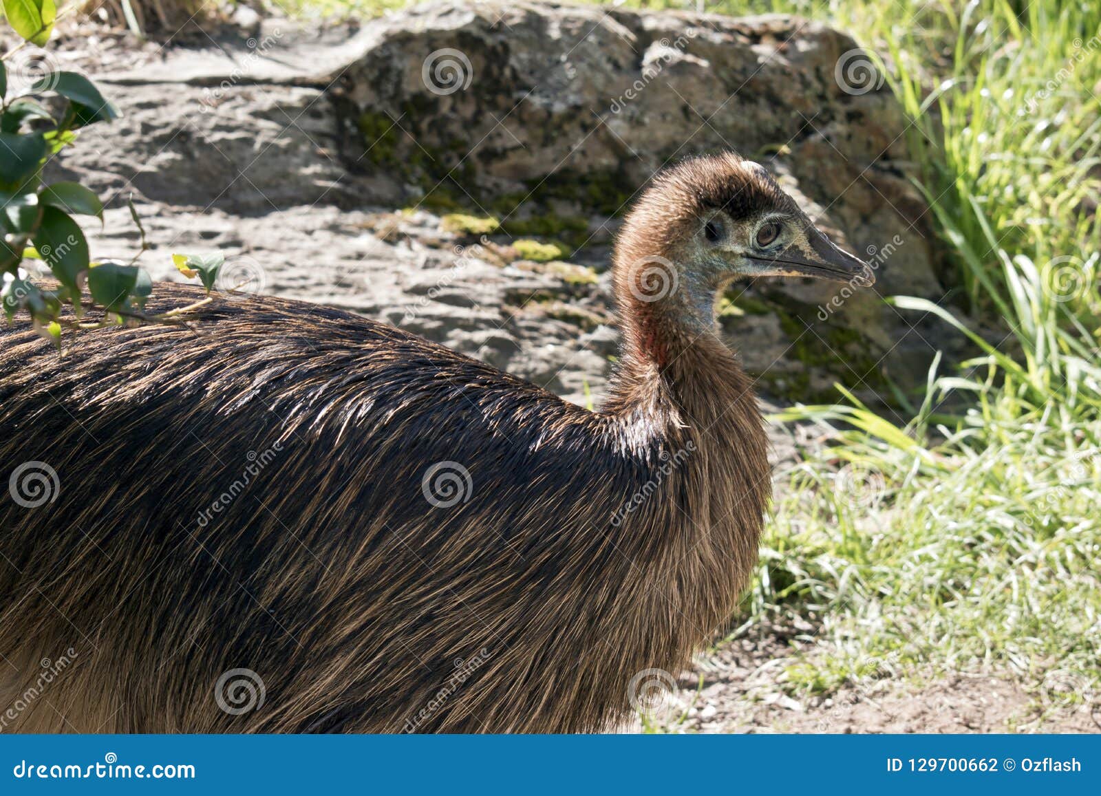 A young cassowary stock photo. Image of legs, eyes, cassowary - 129700662