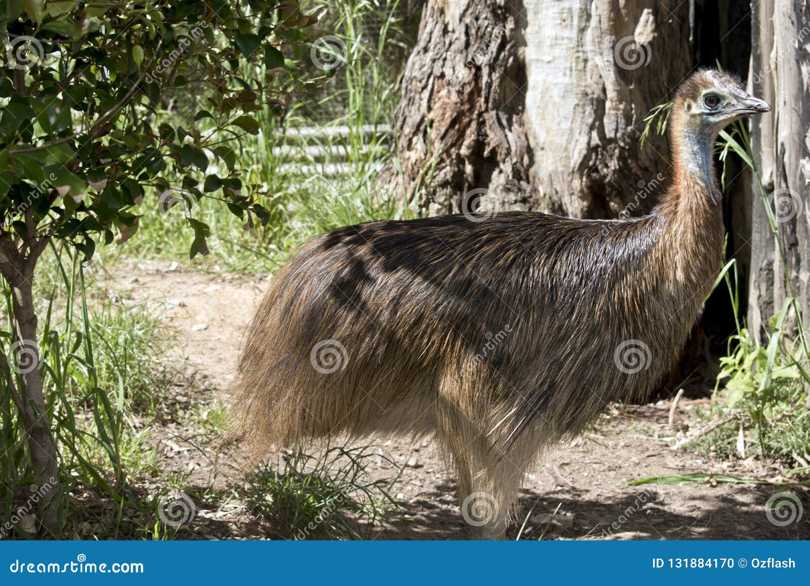 A young cassowary stock photo. Image of blue, eating - 131884170
