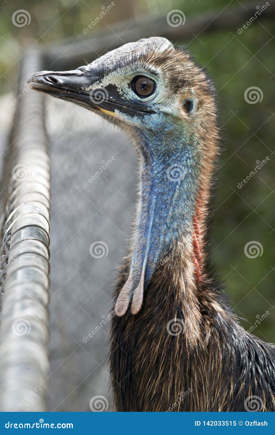 A young cassowary stock image. Image of long, feather - 142033515