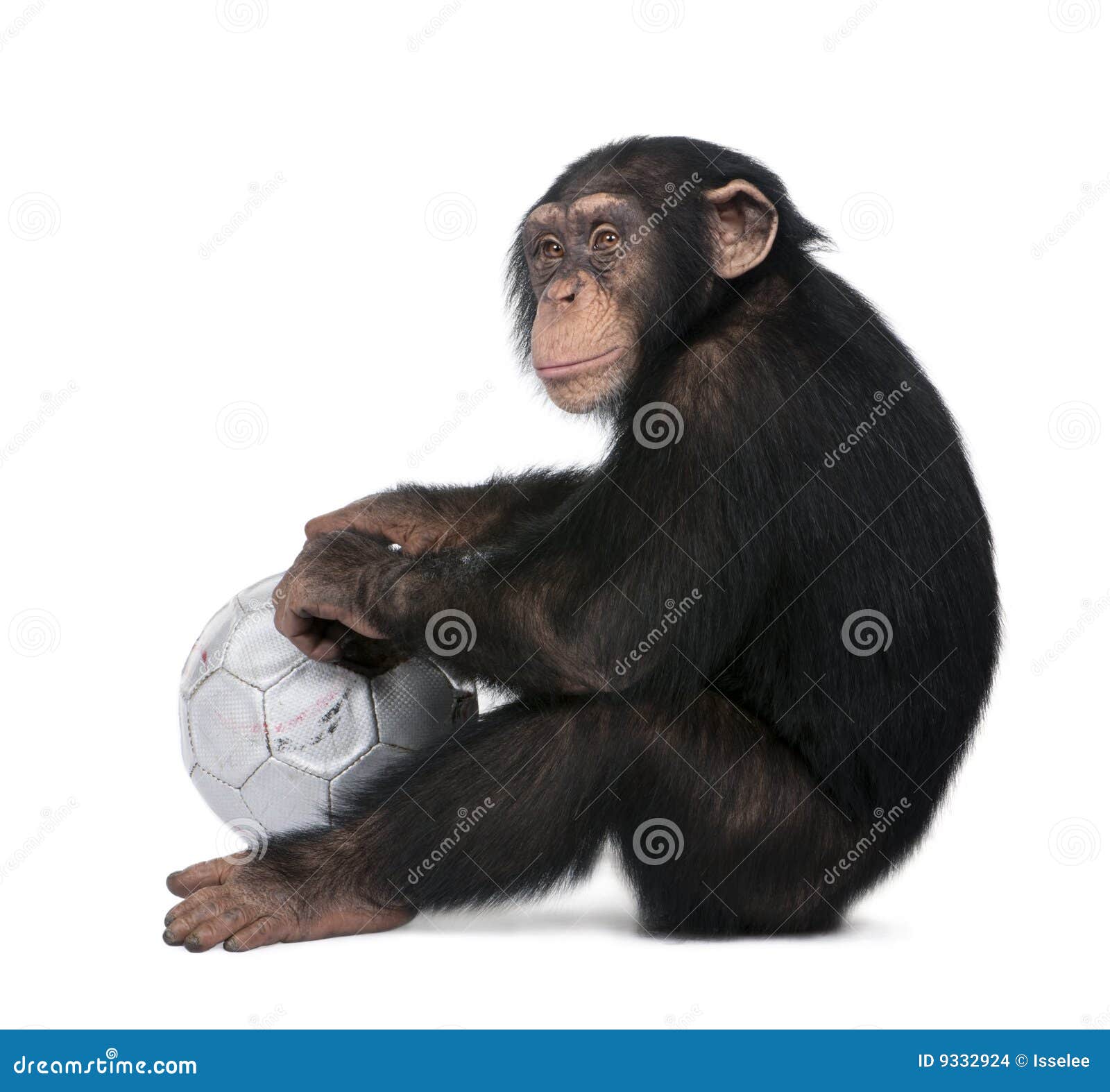 Side View Of A Young Chimpanzee And His Ball - Sim Stock Images - Image ...