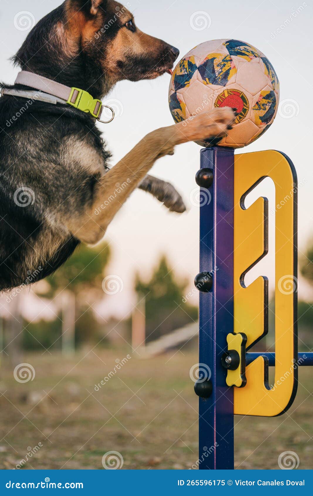 Side View of Dog Jumping Playing with a Ball. Stock Image - Image of ...