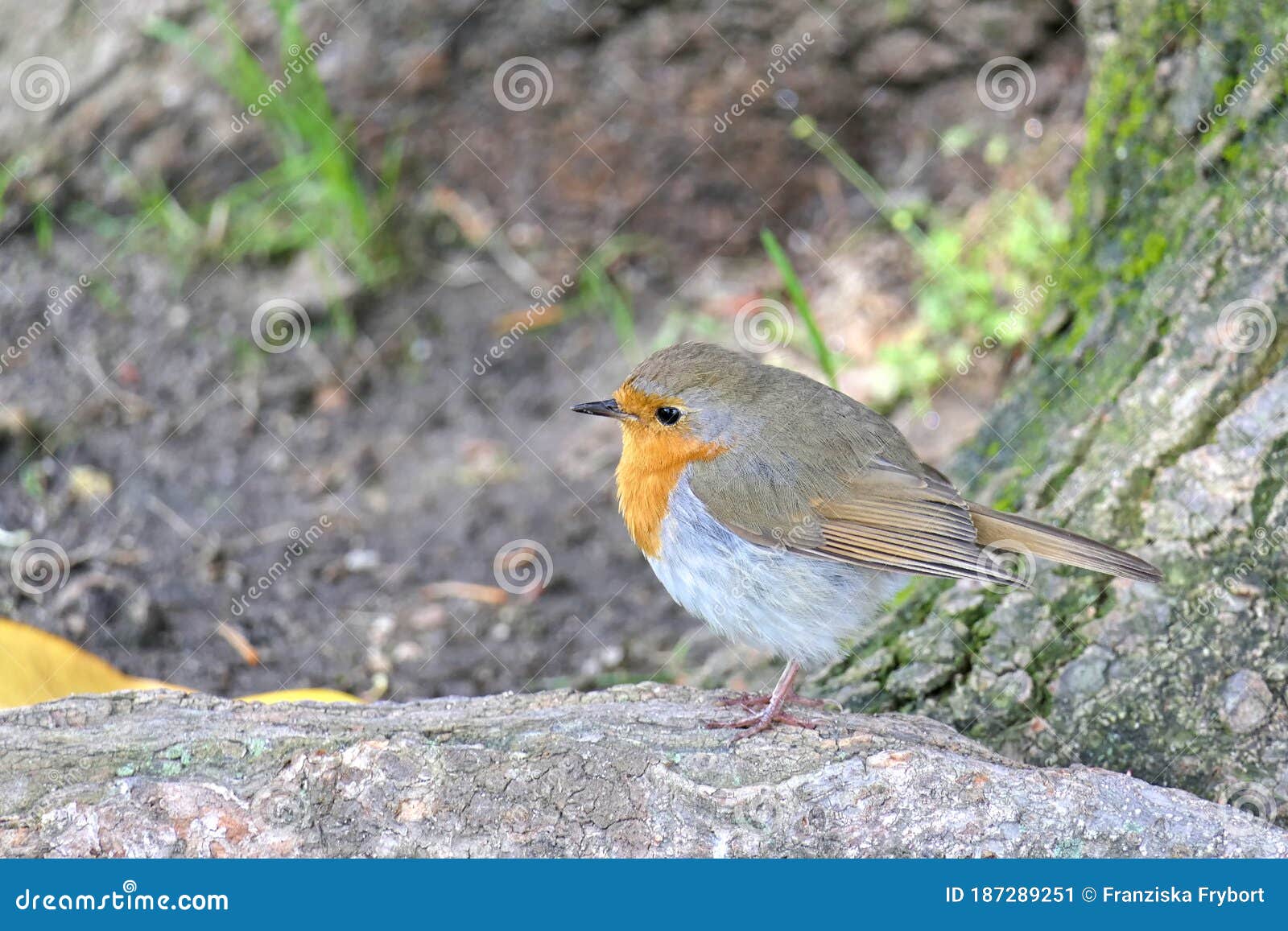 Birdwatching - Closeup Side View of an Adorable European Robin ...