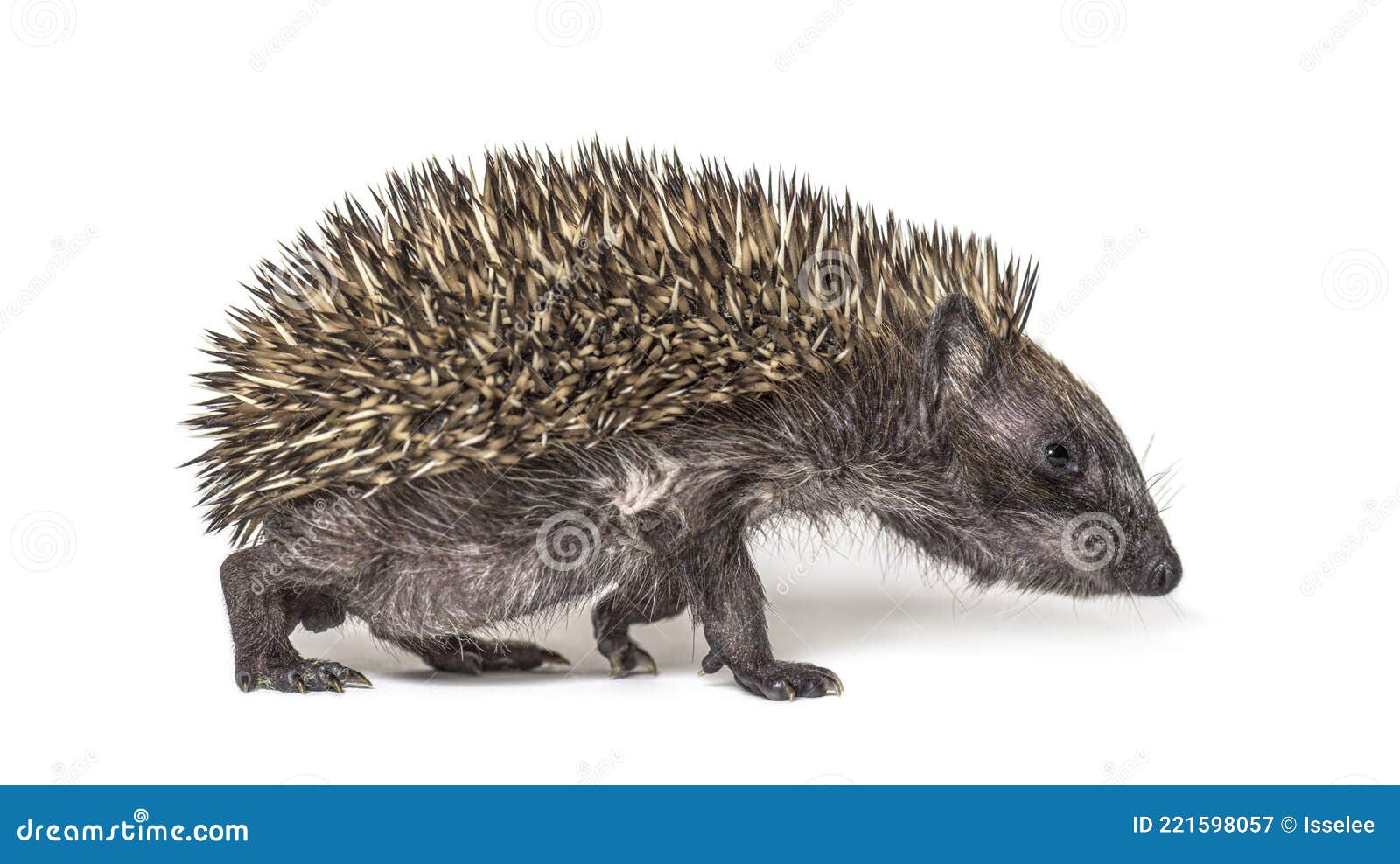 Side View of a Young European Hedgehog, Isolated Stock Image - Image of ...