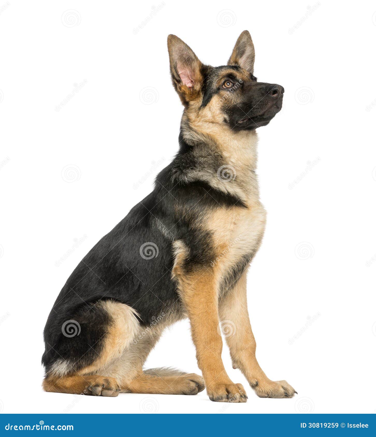 Young German Shepherd Lying Down, Looking Away Stock Photography ... Young German Shepherd Lying Down, Looking Away Stock Photography ...