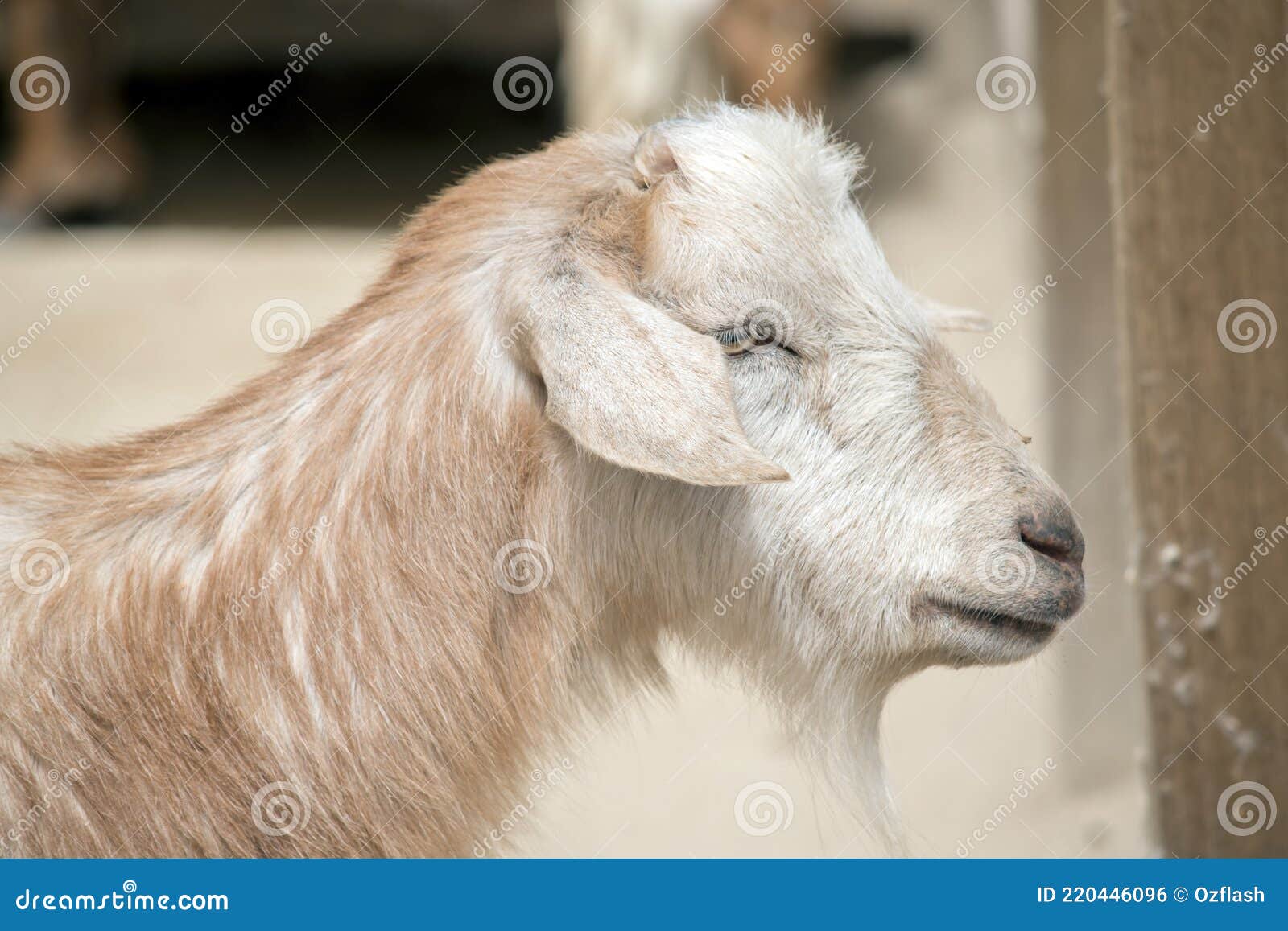 This is a Side View of a Young Goat Stock Photo - Image of horns, hairy ...