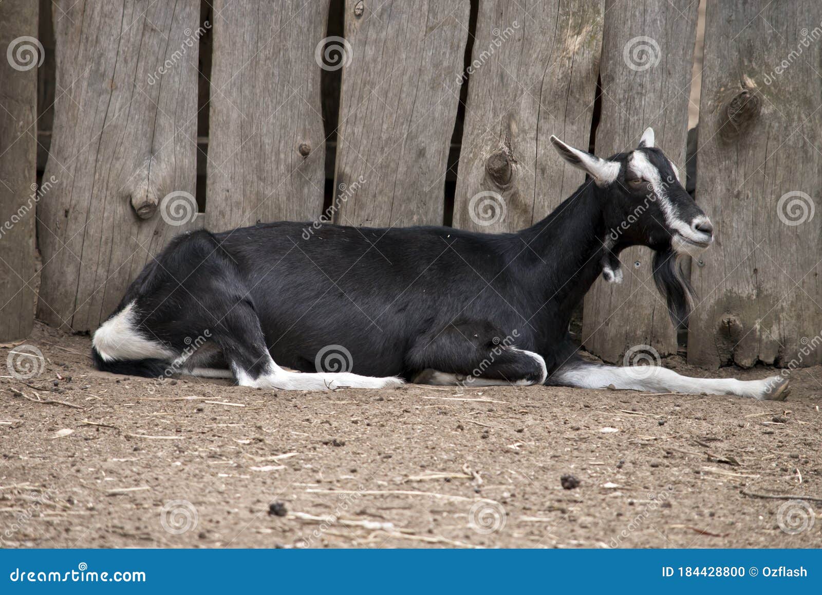 This is a Side View of a Young Goat Stock Photo - Image of animal ...