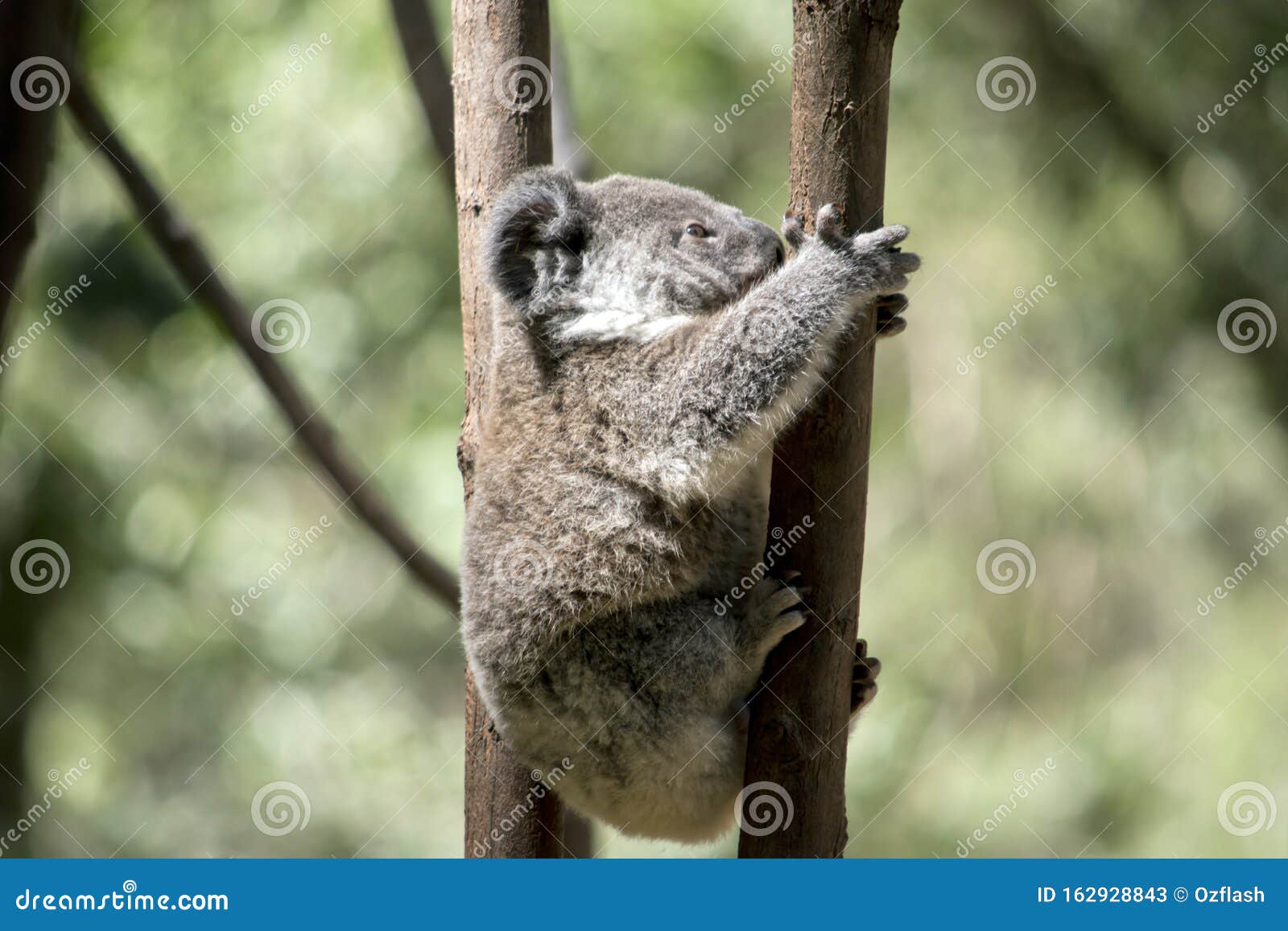This is a Side View of a Young Koala Stock Image - Image of nose, hairy ...