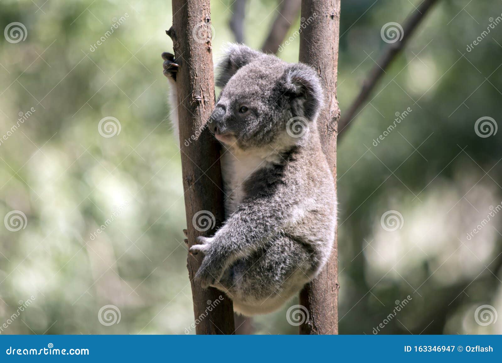 This is a Side View of a Young Koala Stock Image - Image of animal ...