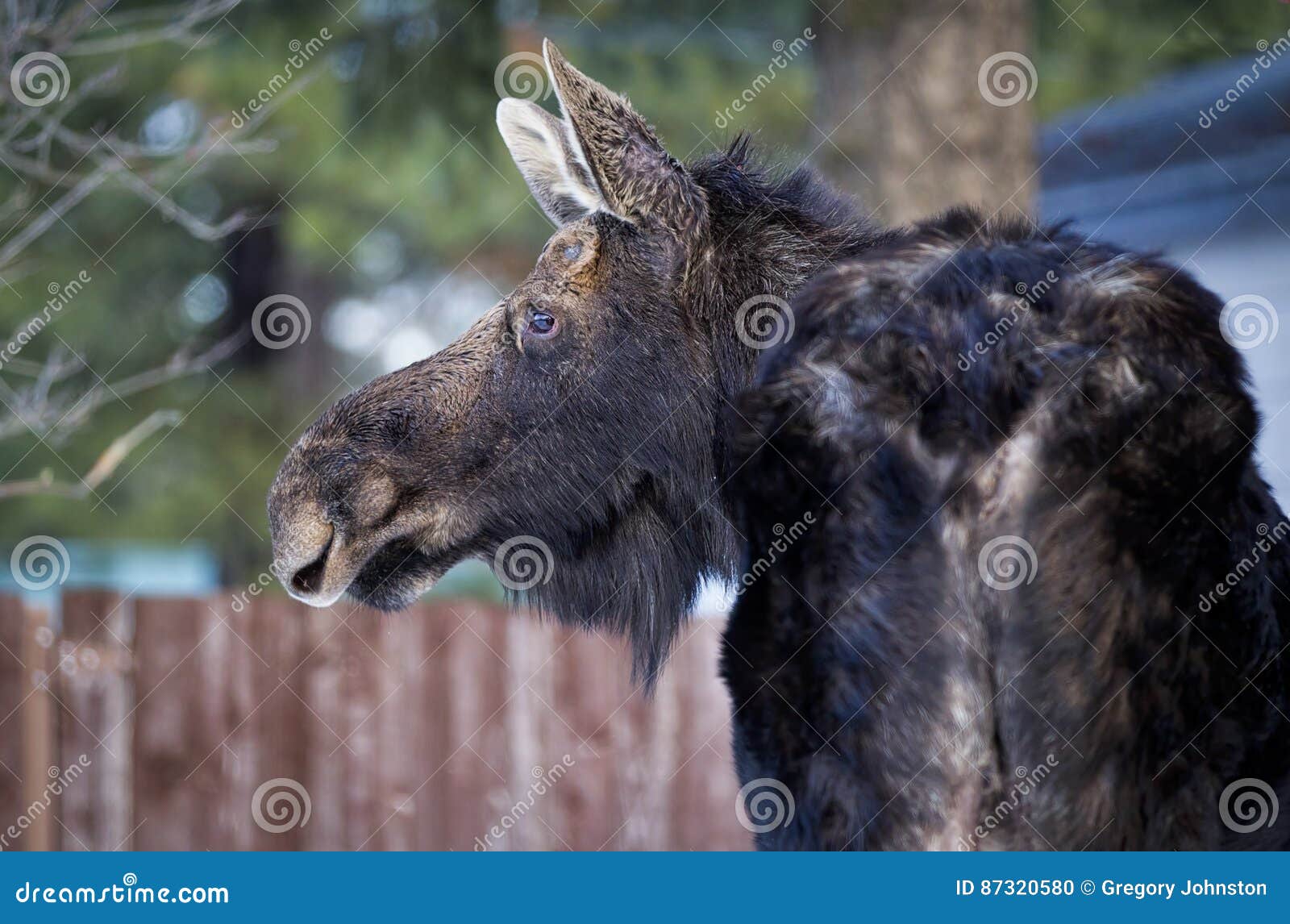 Side view of young moose. stock photo. Image of large - 87320580