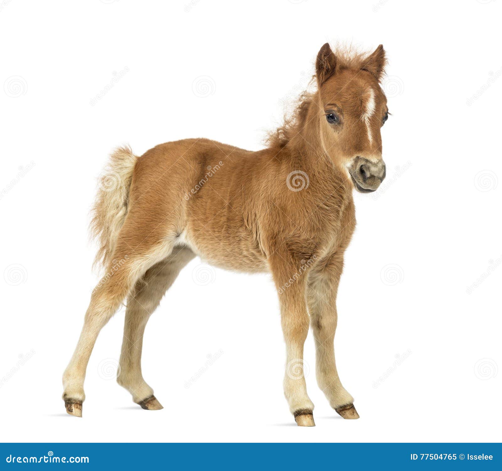 Side View Young Poney, Foal Against White Background Stock Image ...