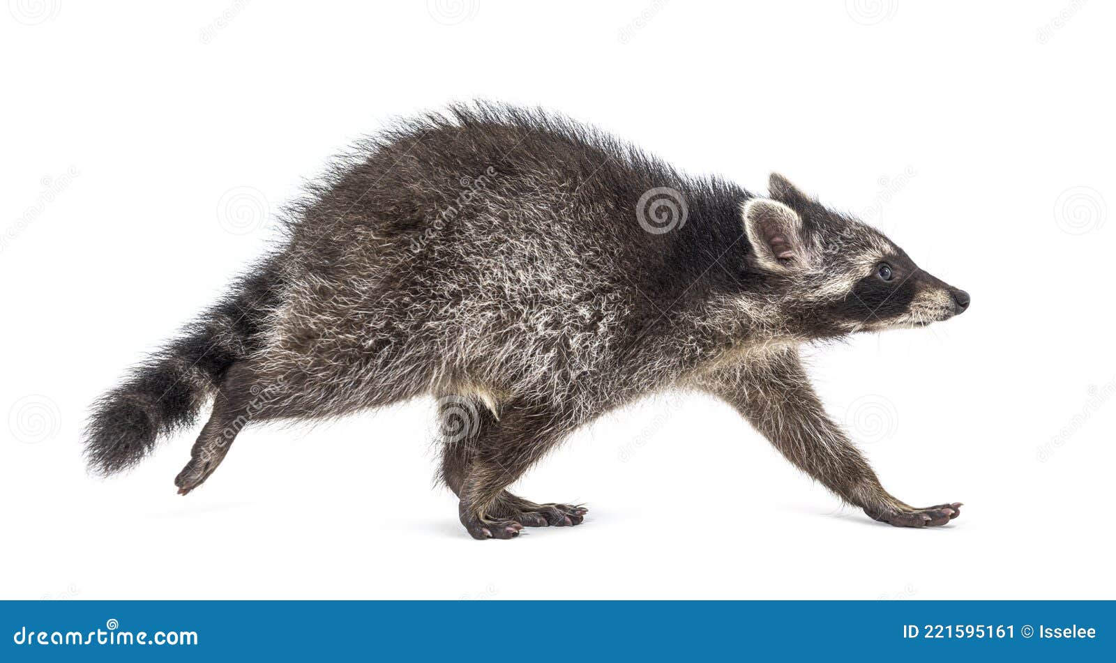 Side View of a Young Raccoon Walking Away, Isolated Stock Image - Image ...