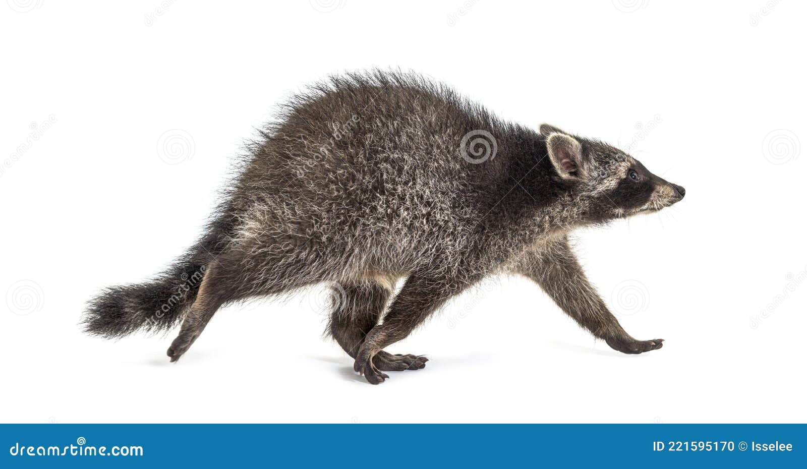 Side View of a Young Raccoon Walking Away, Isolated Stock Photo - Image ...