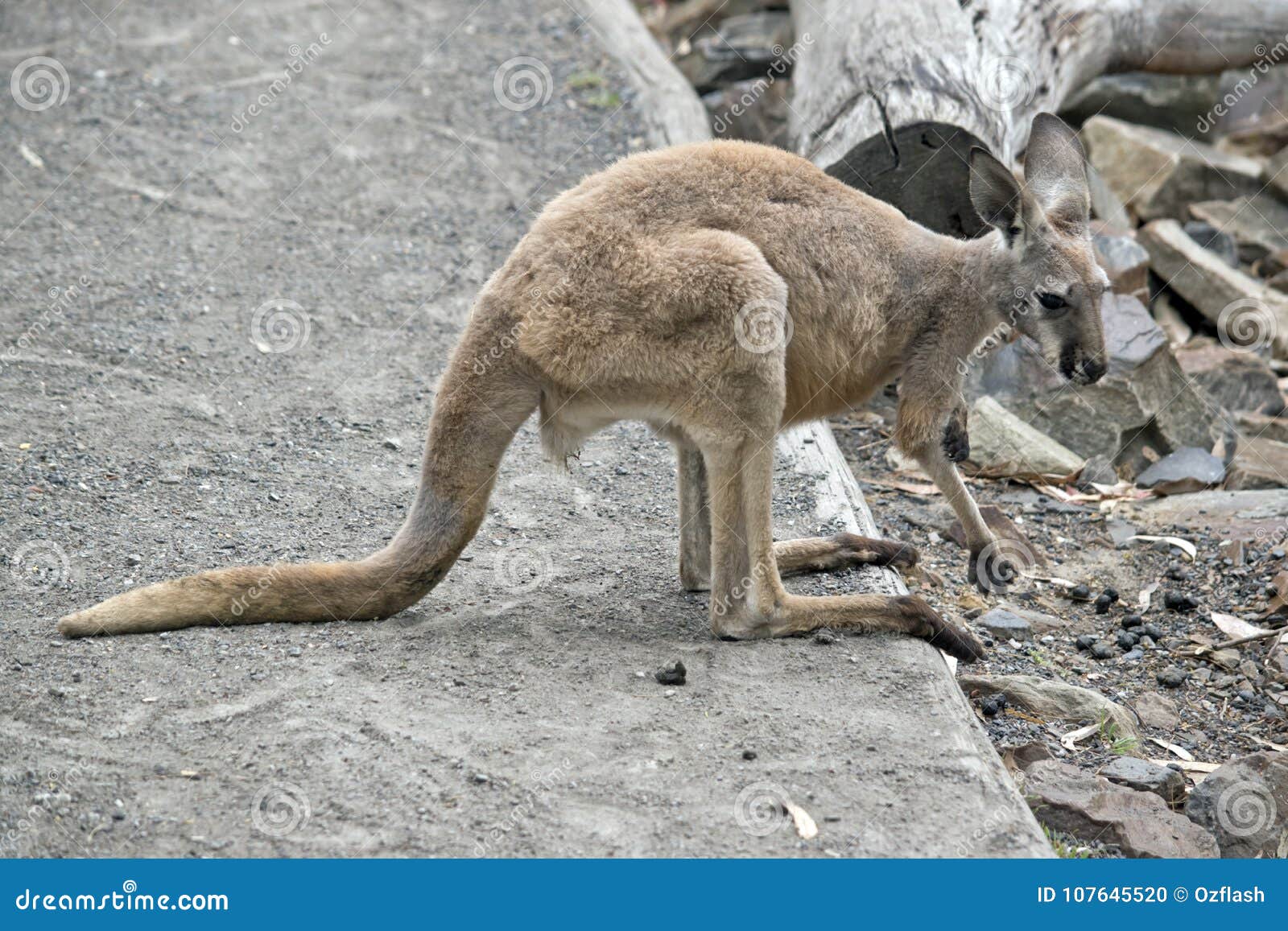 Young red kangaroo stock photo. Image of young, grey - 107645520