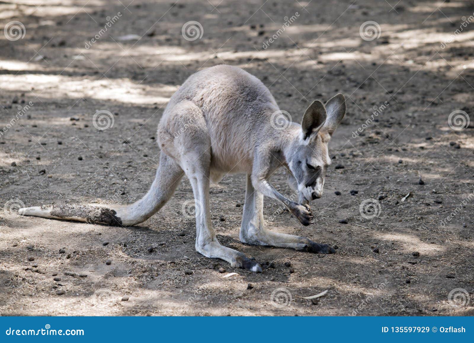 Young red kangaroo stock image. Image of marsupial, brown - 135597929