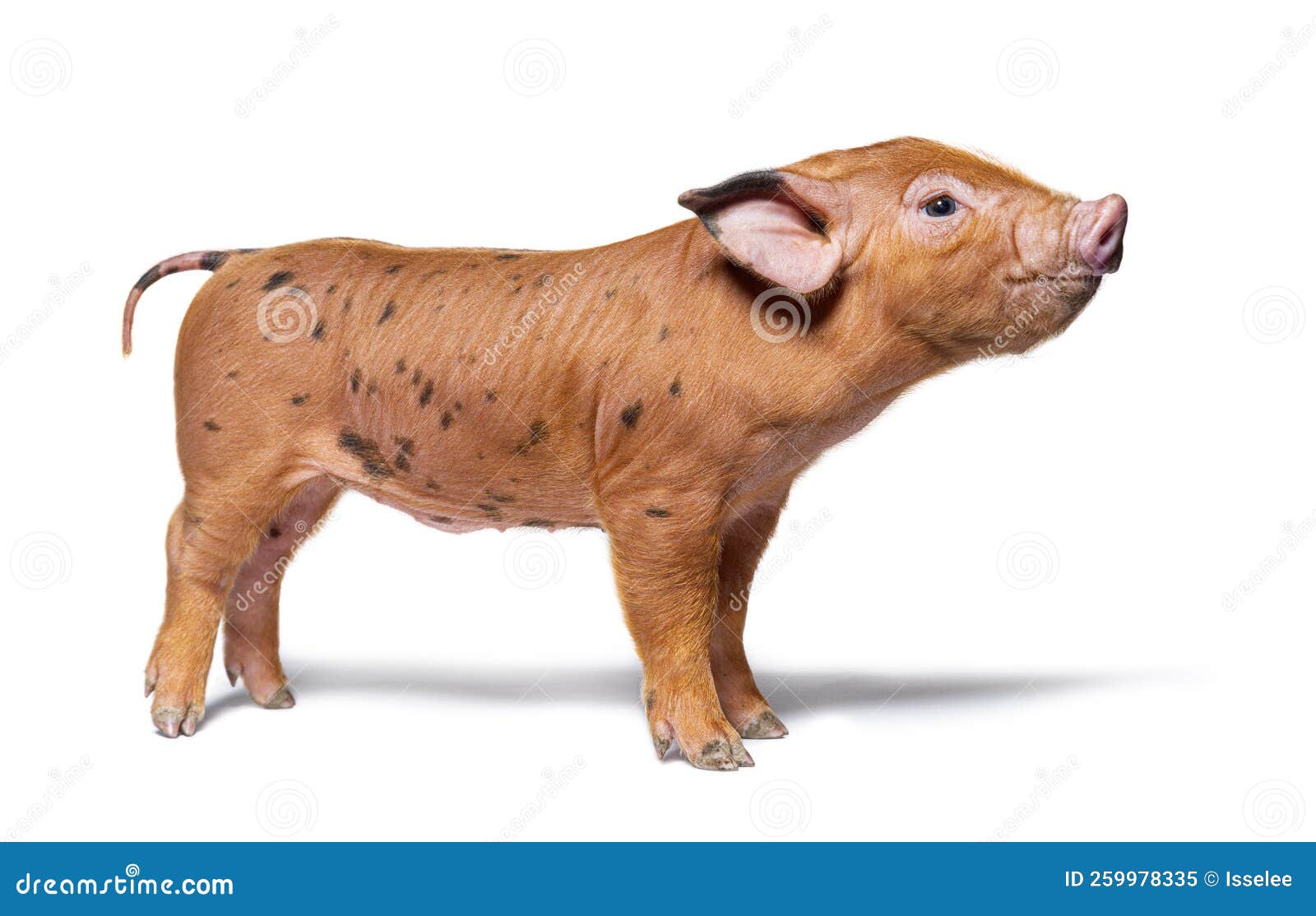Side View of a Young Spotted Pig Mixedbreed, Isolated Stock Image ...