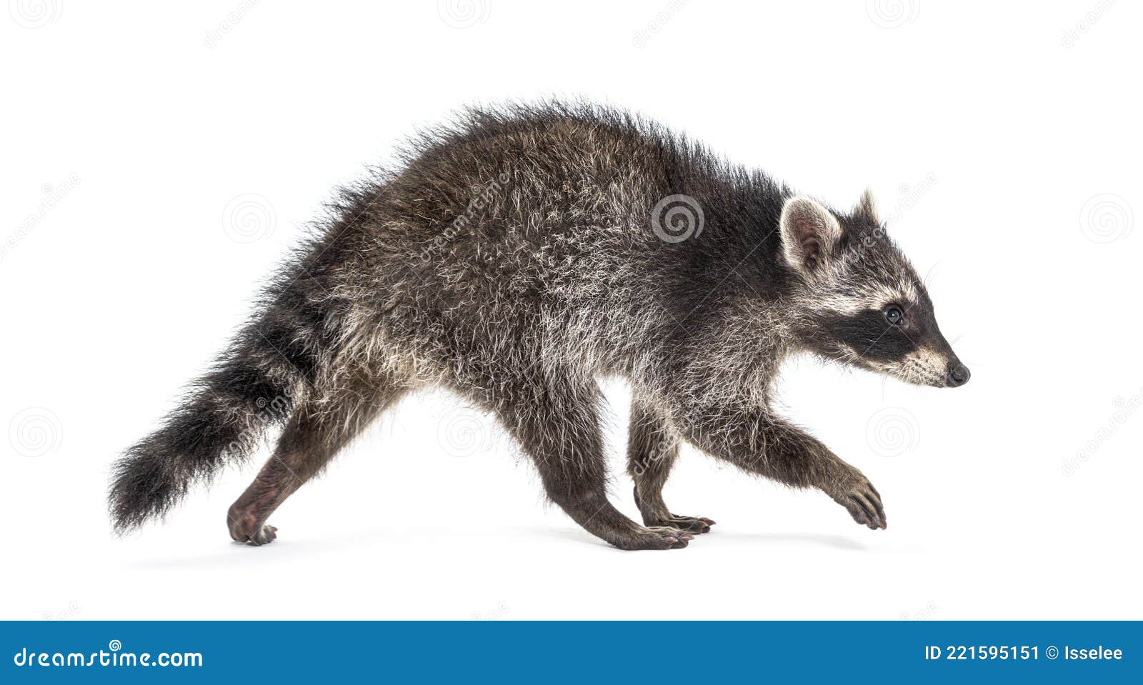 Side View of a Young Walking Raccoon Stock Image - Image of racoon ...